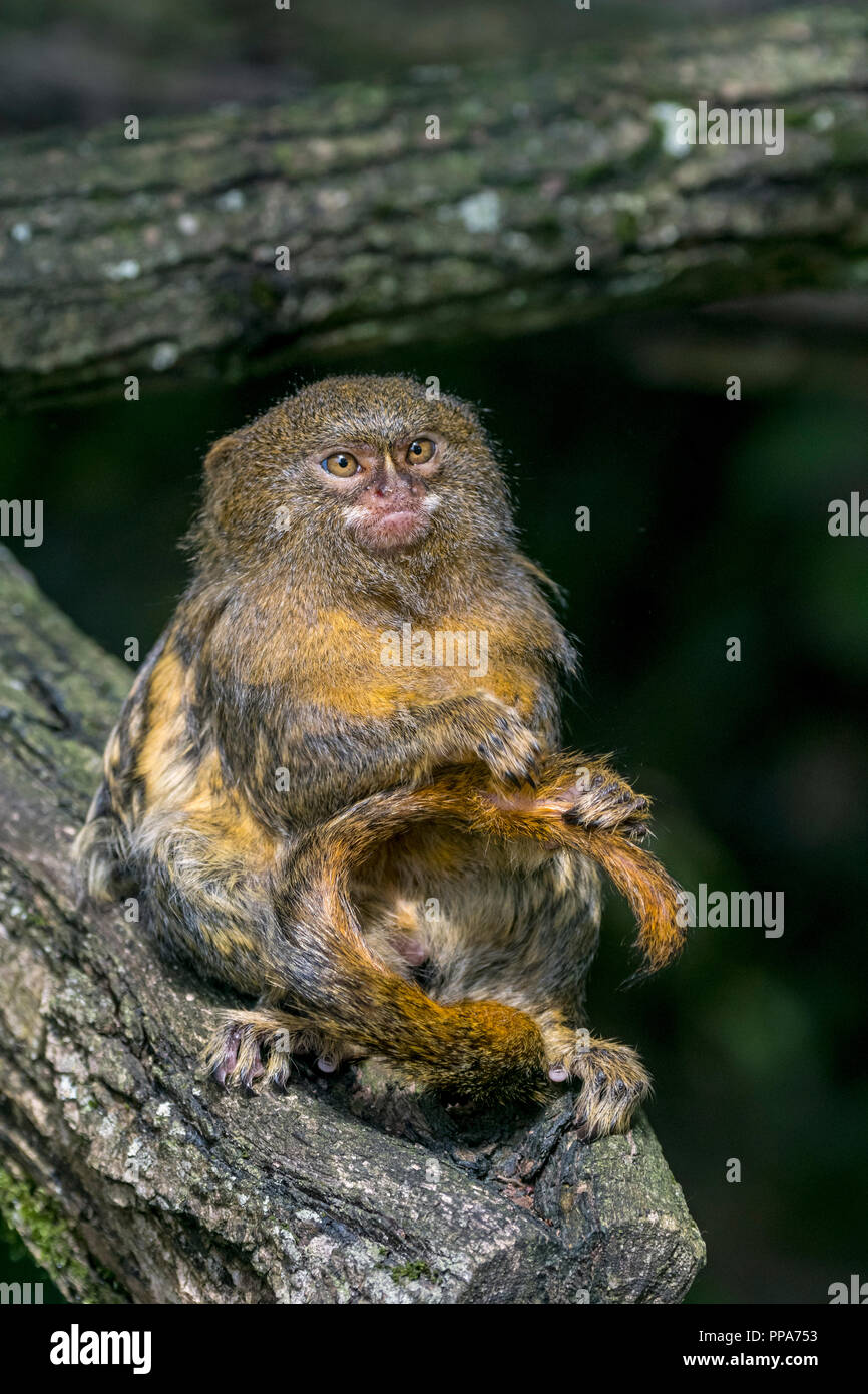 Pygmy marmoset (Cebuella pygmaea) in tree, native to South America ...