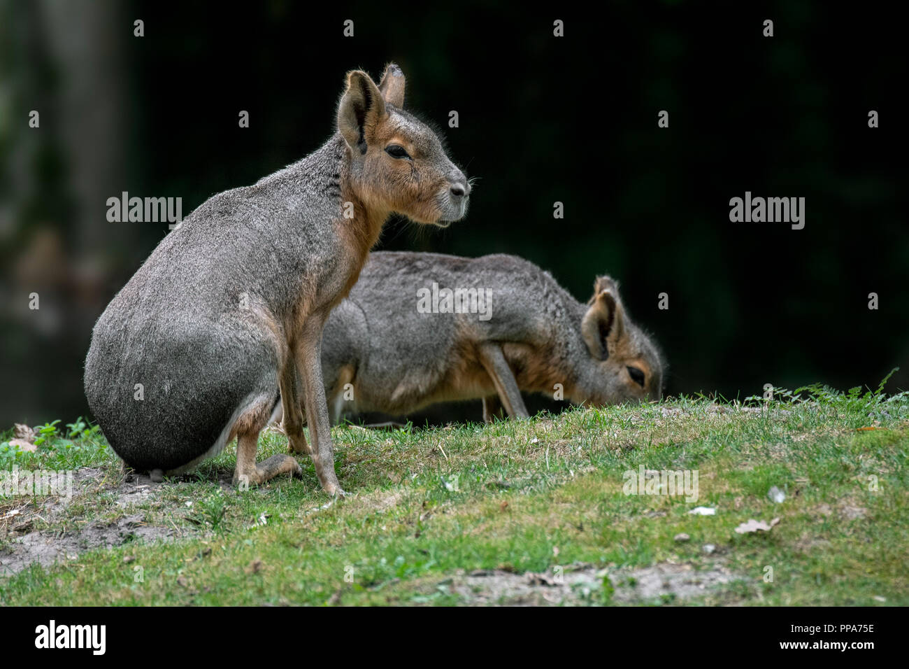 Maras animal hi-res stock photography and images - Alamy