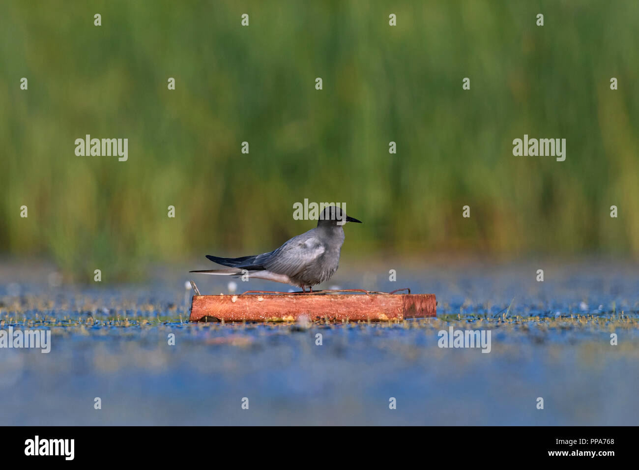Artificial nesting birds hi-res stock photography and images - Alamy
