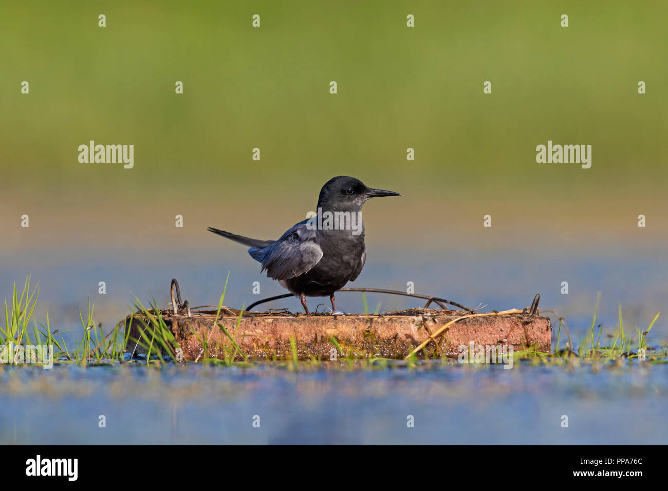 Nesting Platform High Resolution Stock Photography and Images - Alamy
