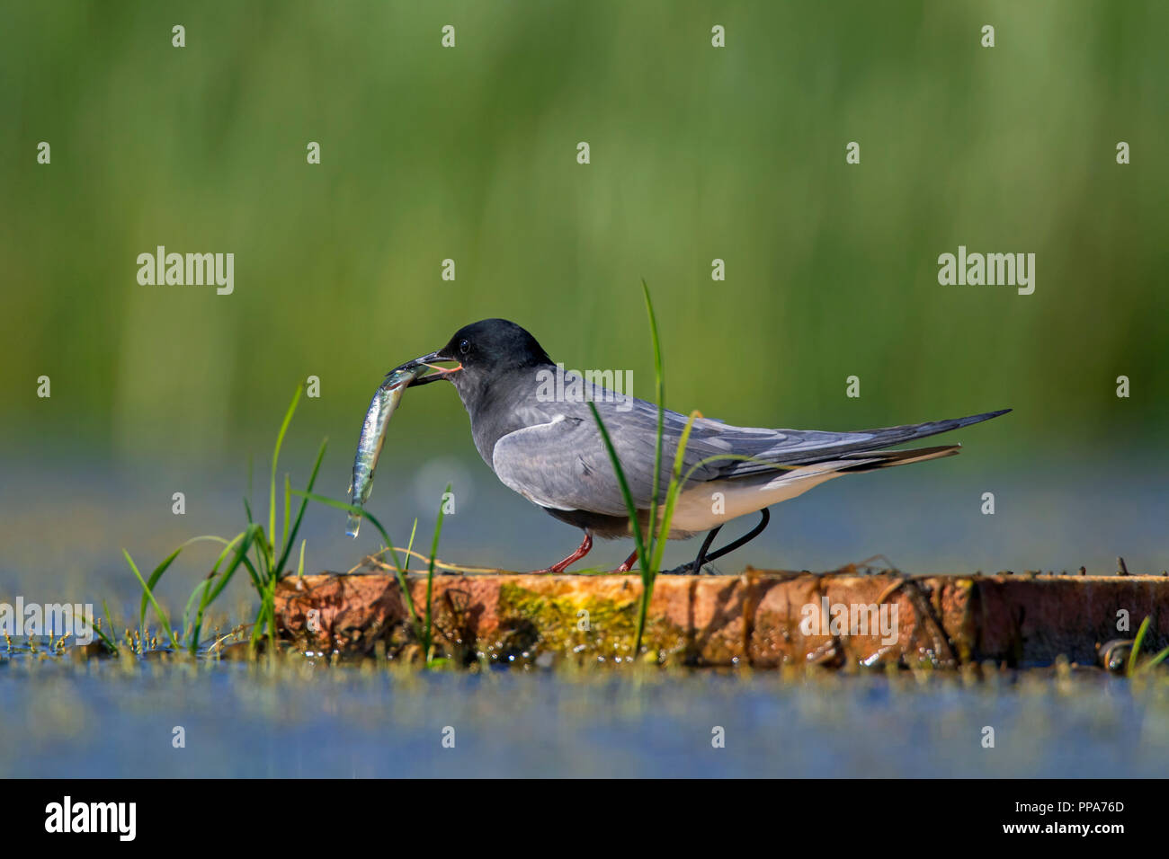 Black tern (Chlidonias niger) in breeding plumage with caught fish on ...