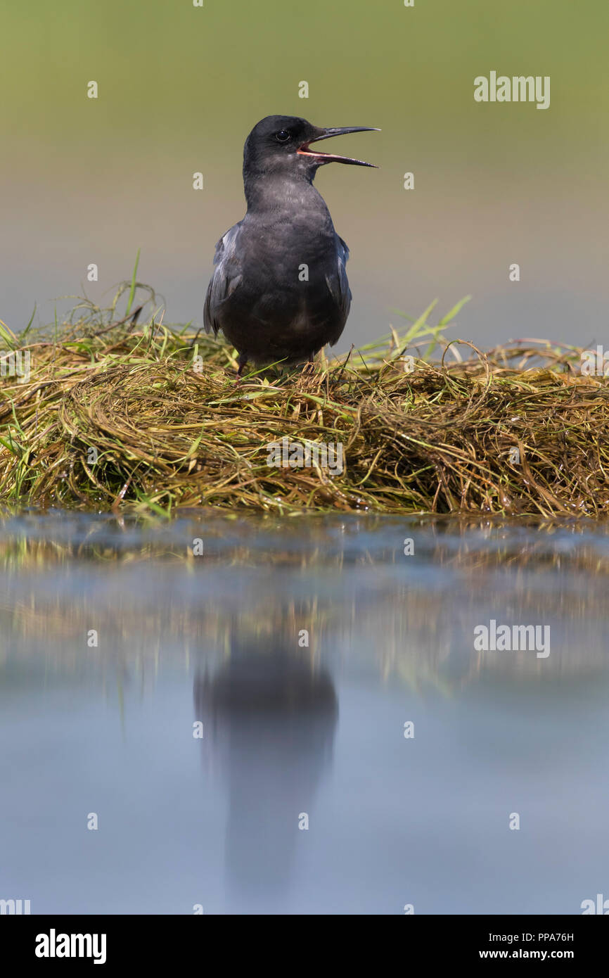 Black tern (Chlidonias niger) in breeding plumage calling from nest in ...
