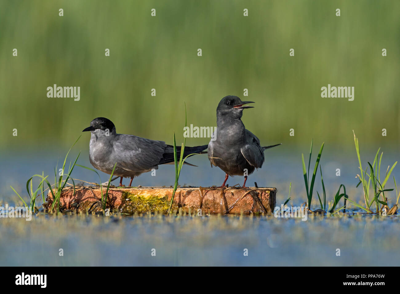 Nesting platform hi-res stock photography and images - Alamy