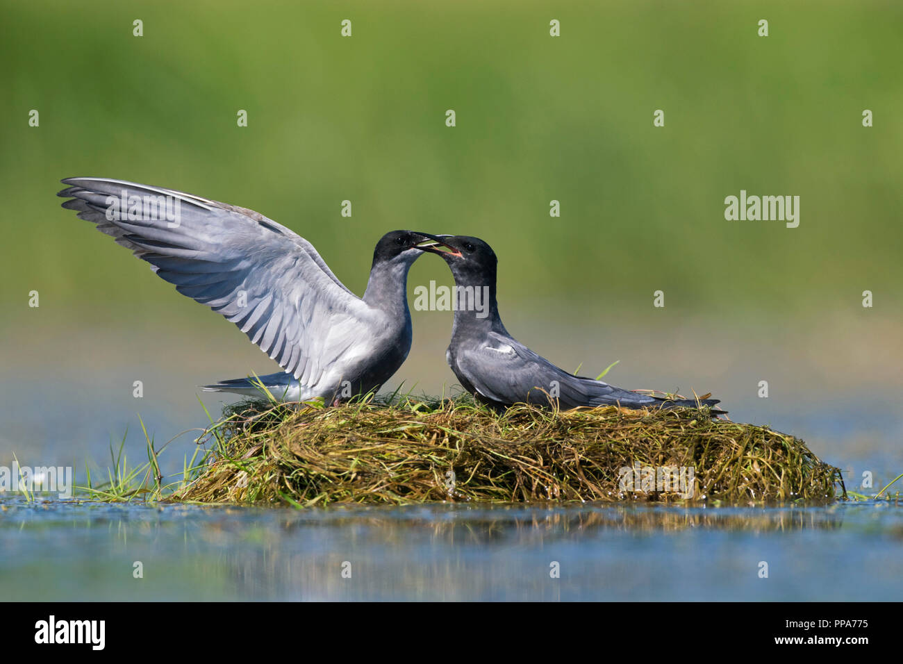 Terns on nest hi-res stock photography and images - Alamy