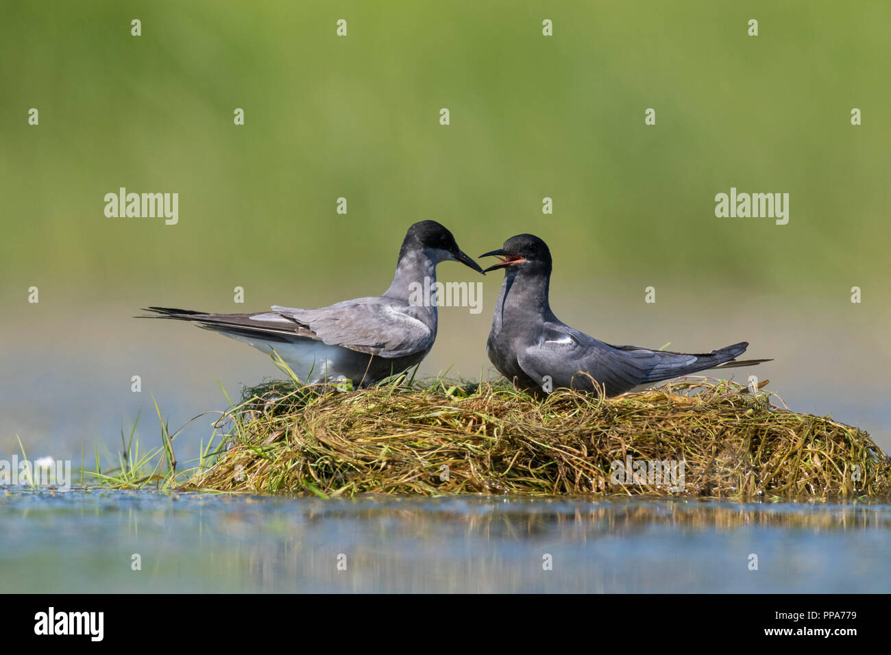 Tern nest in marsh hi-res stock photography and images - Alamy