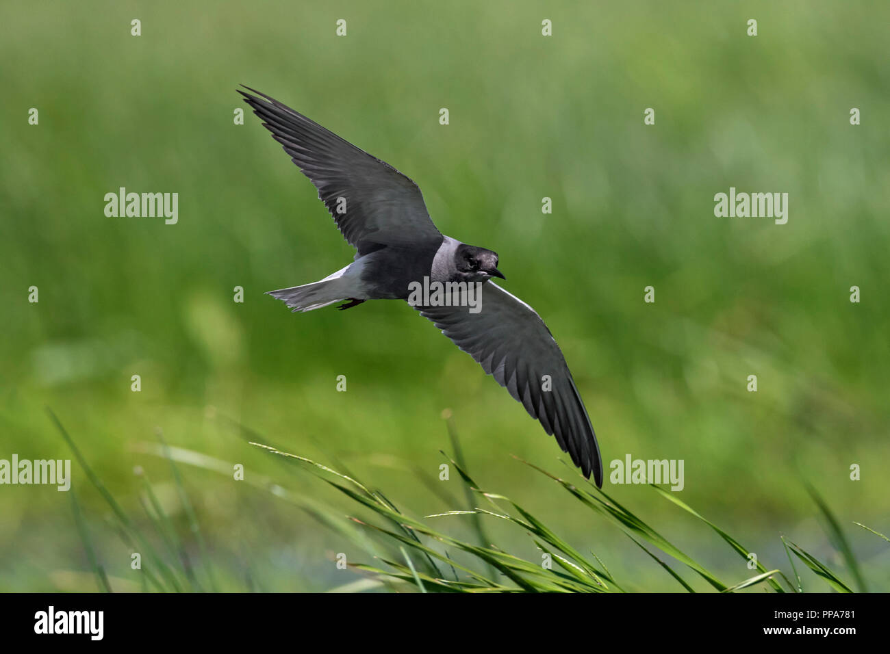 Black tern spring hi-res stock photography and images - Alamy