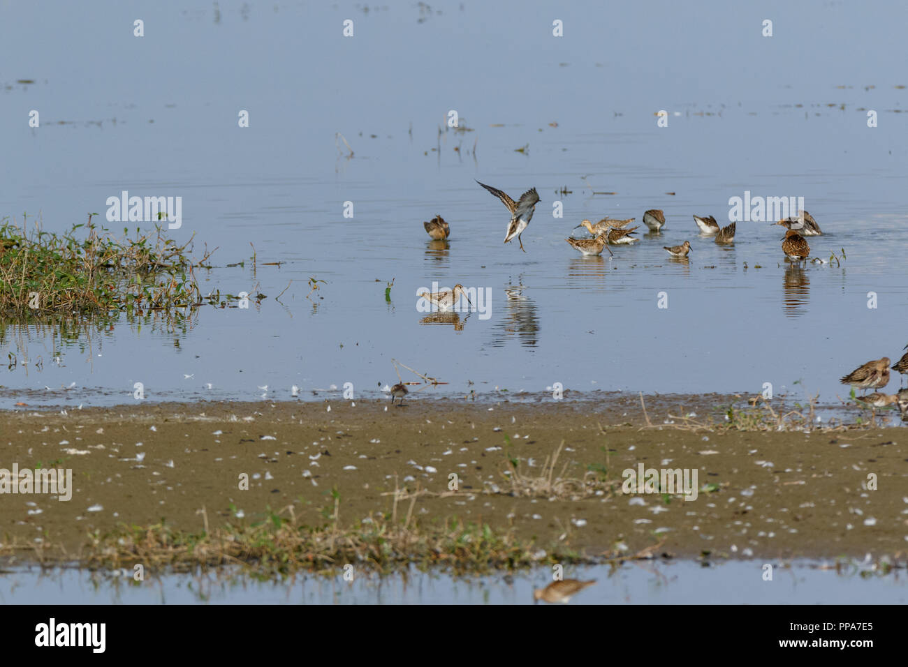 Common snipe gallinago group hi-res stock photography and images - Alamy