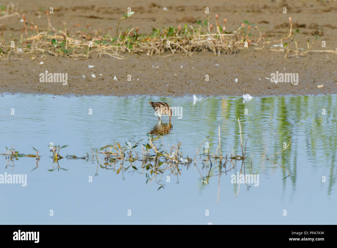Capella Gallinago High Resolution Stock Photography and Images - Alamy