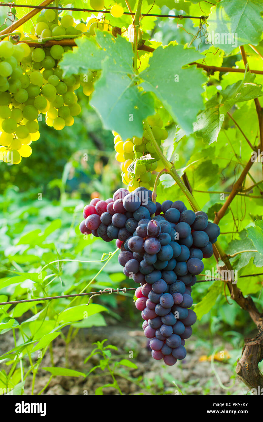 Red grapes close up in the summer outdoors Stock Photo - Alamy