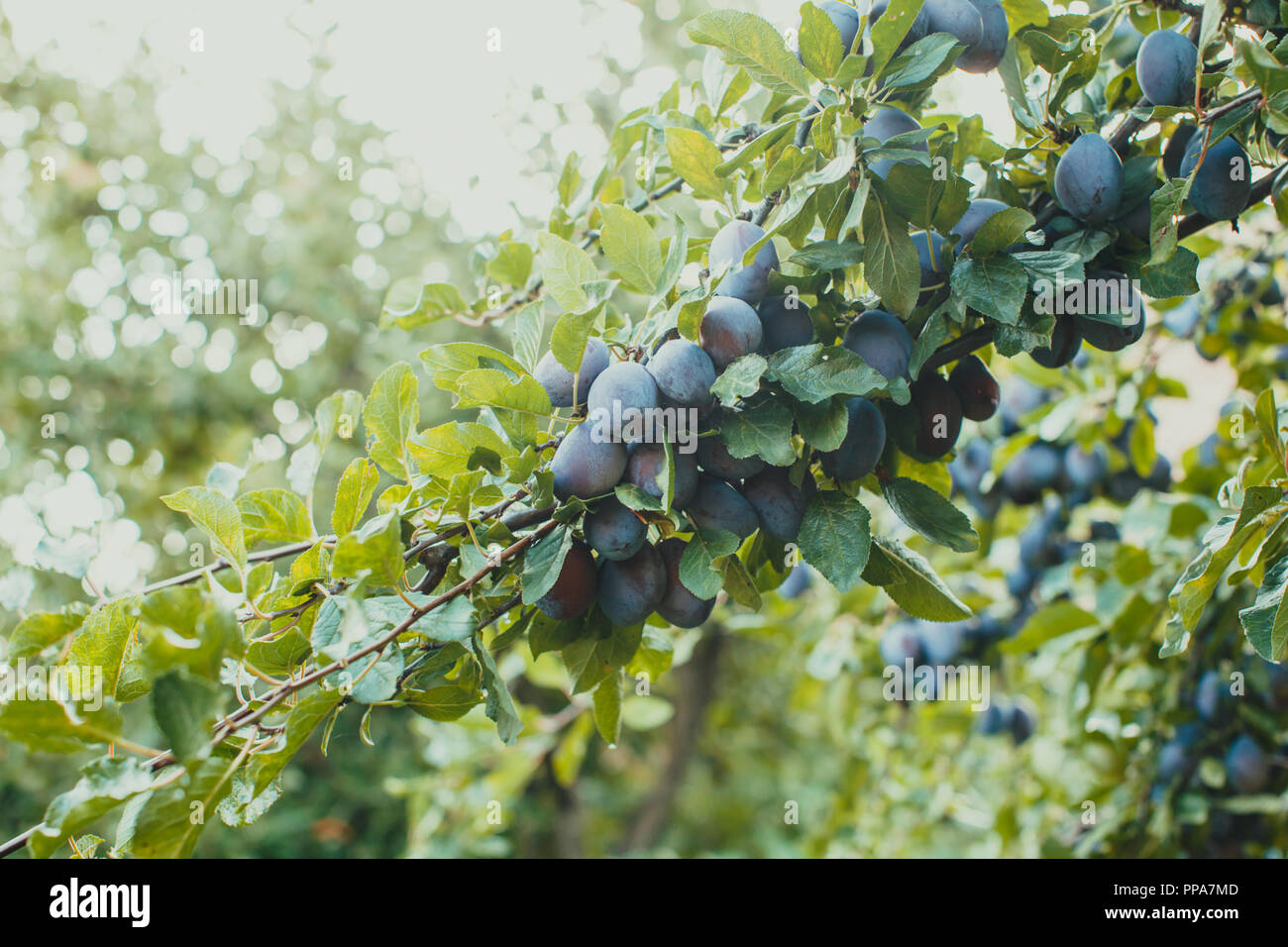 Blue plums branch in the summer outdoors Stock Photo - Alamy