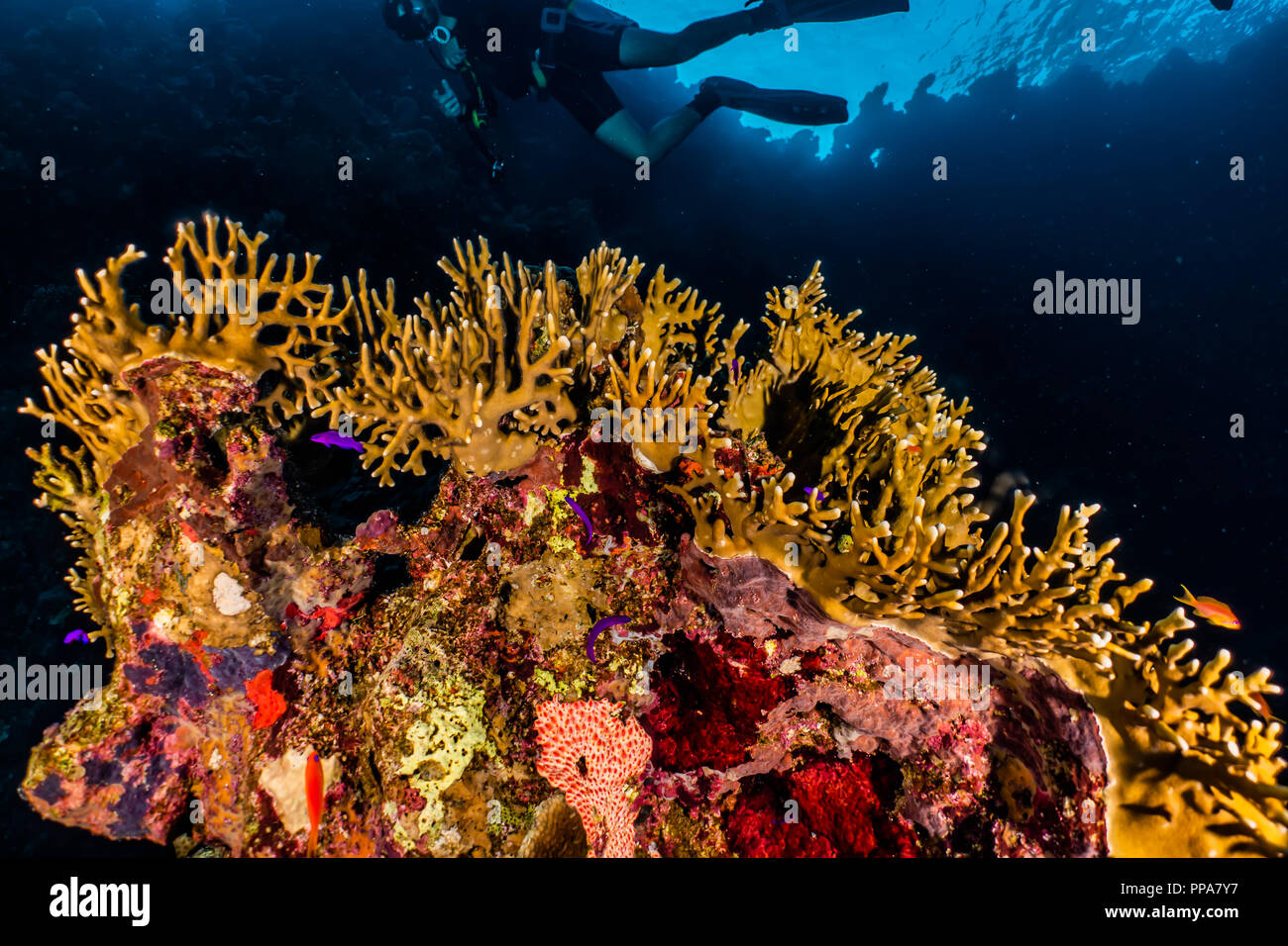 Coral reefs and water plants in the Red Sea, colorful and full of ...