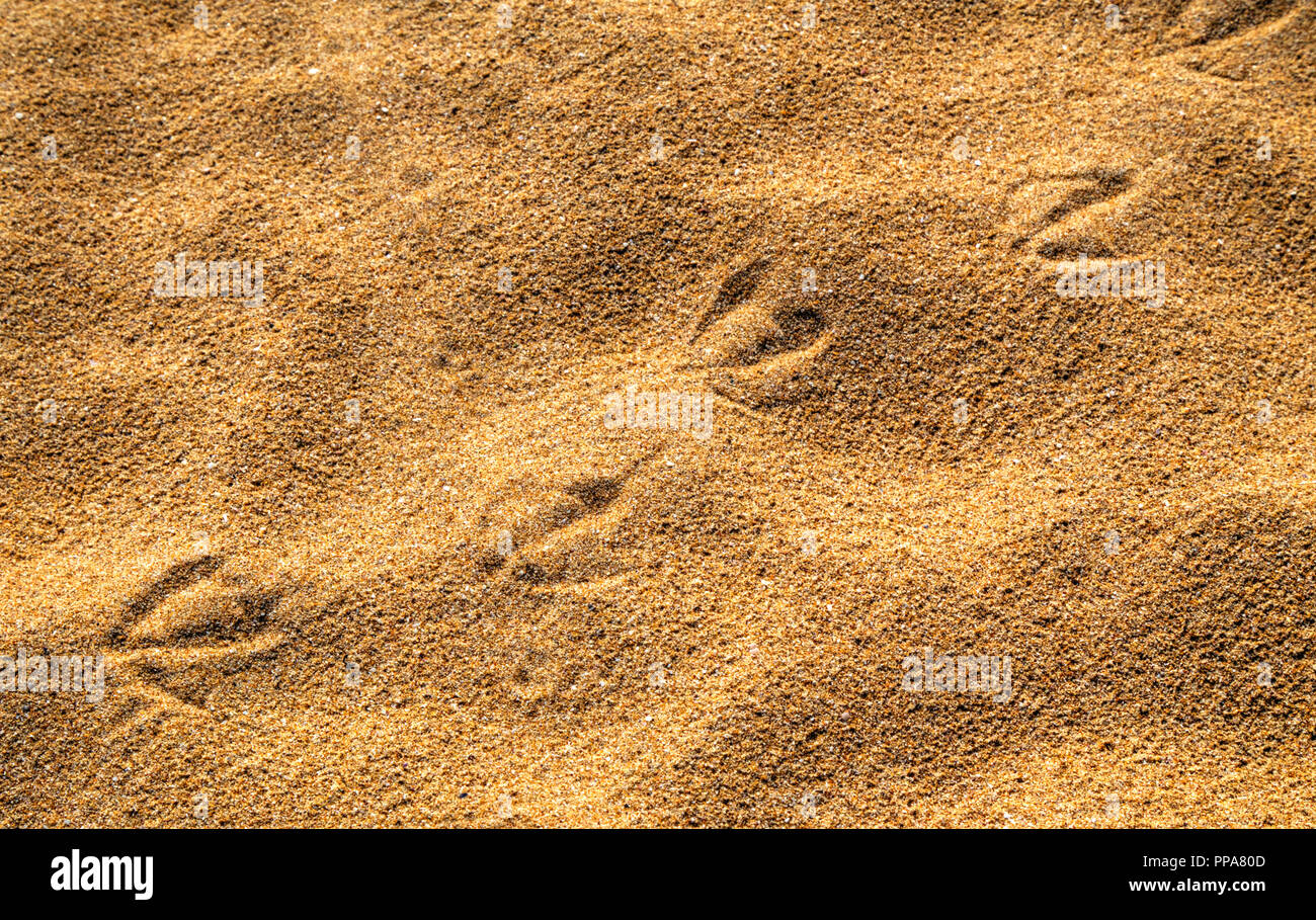 Bird footsteps on the sand Stock Photo - Alamy