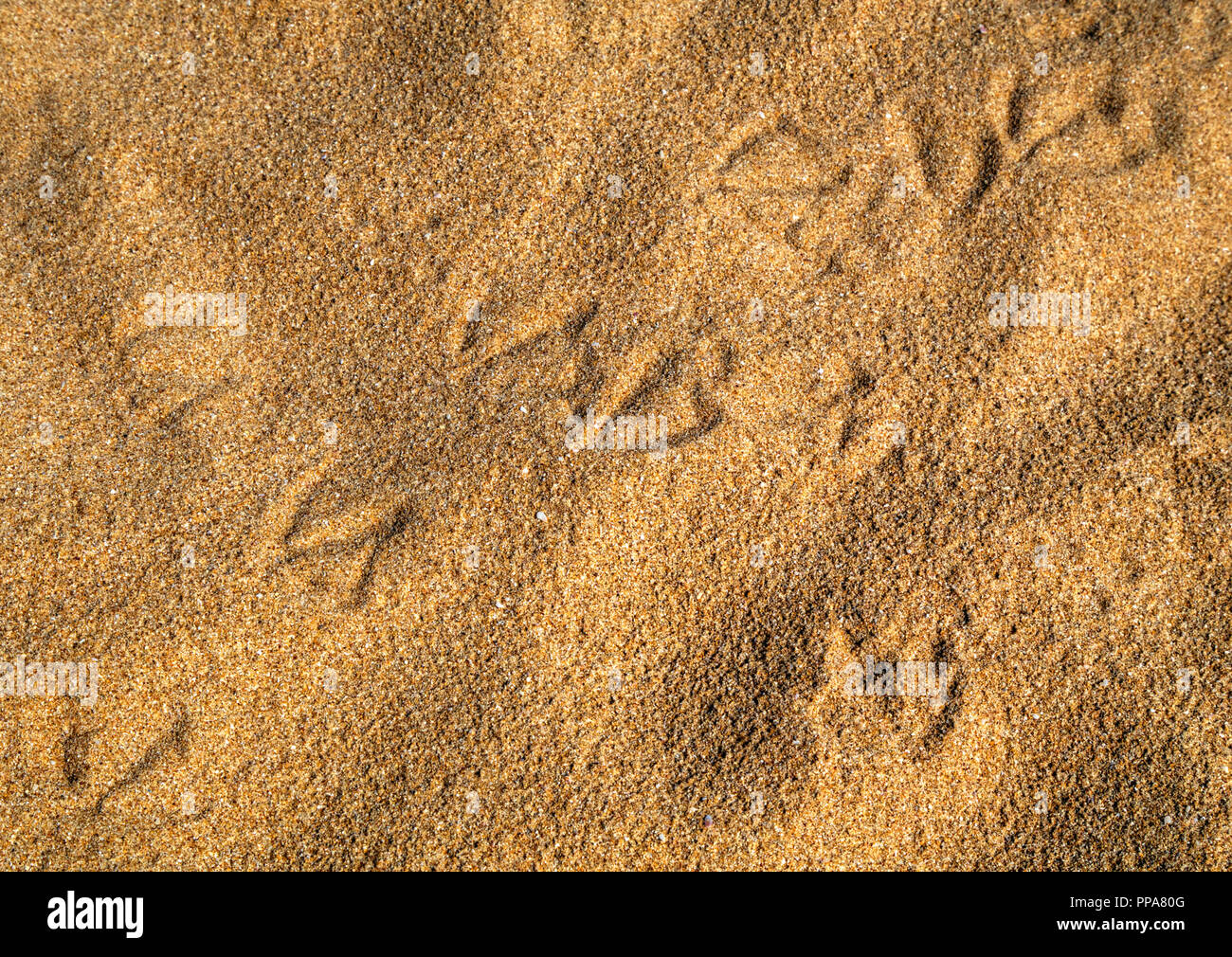 Bird footsteps on the sand Stock Photo - Alamy