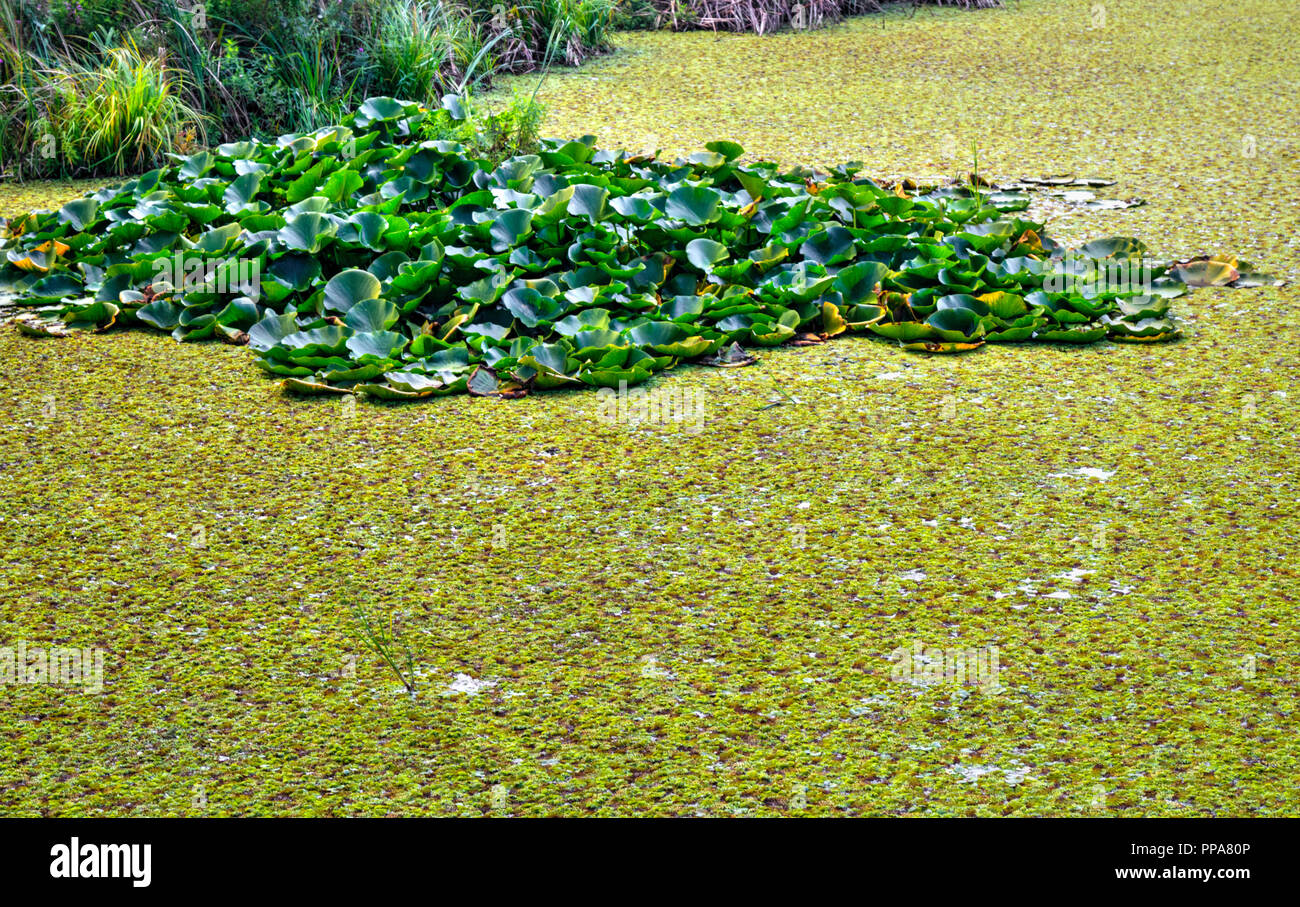 Beautiful landscape with water lily over the lake Stock Photo - Alamy