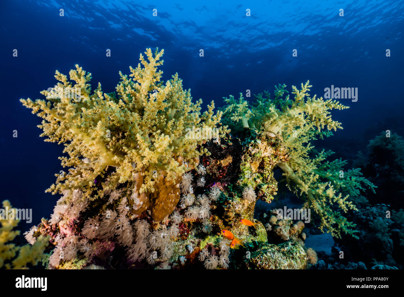 Coral reefs and water plants in the Red Sea, colorful and full of ...