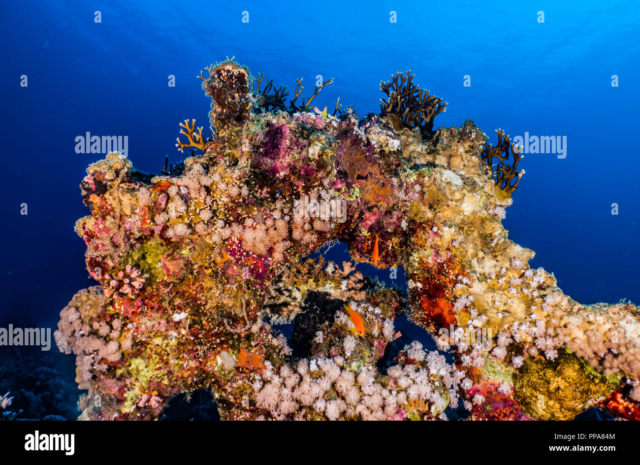 Coral reefs and water plants in the Red Sea, colorful and full of ...