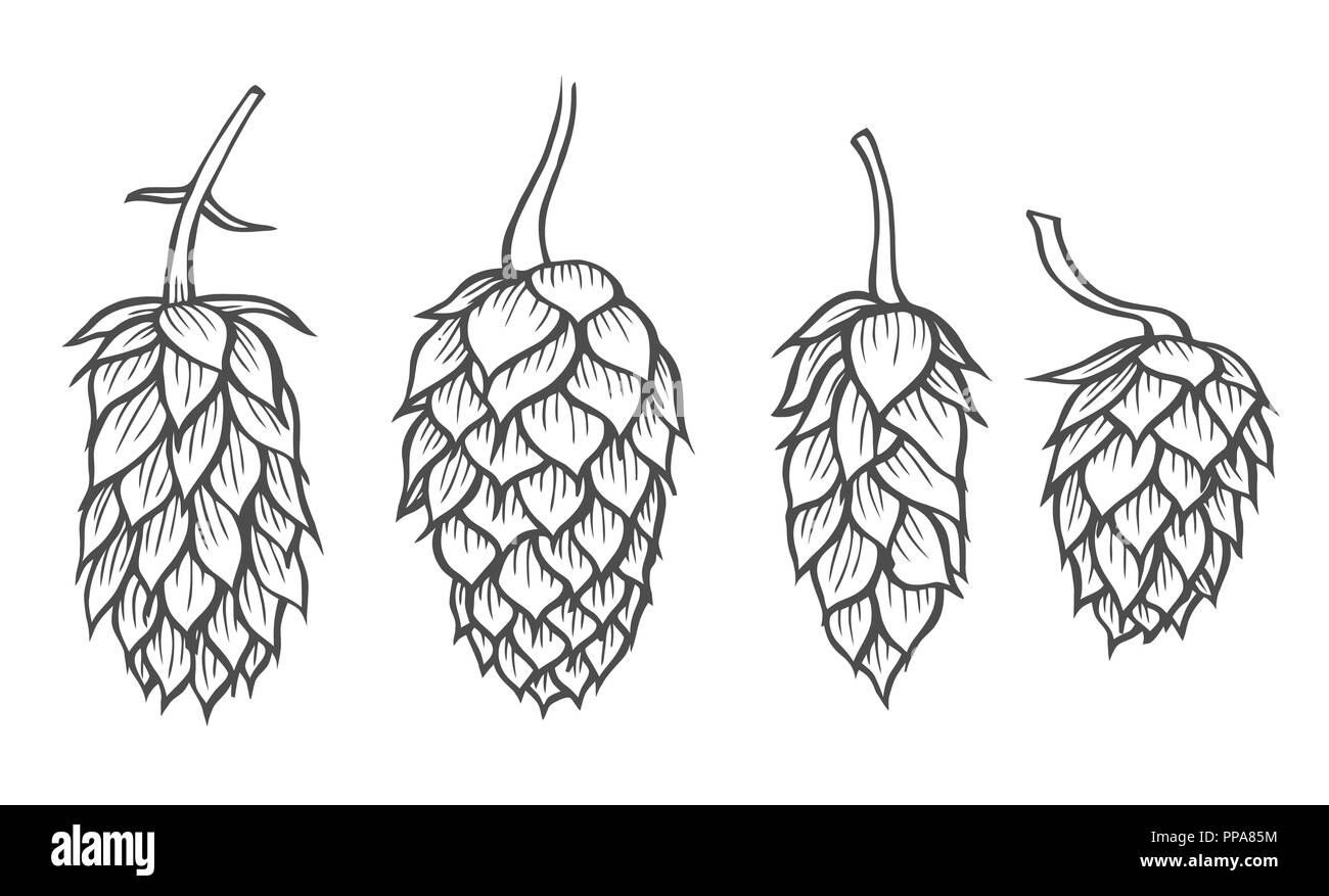 Set of hand drawn beer hop illustrations. Design element for logo ...