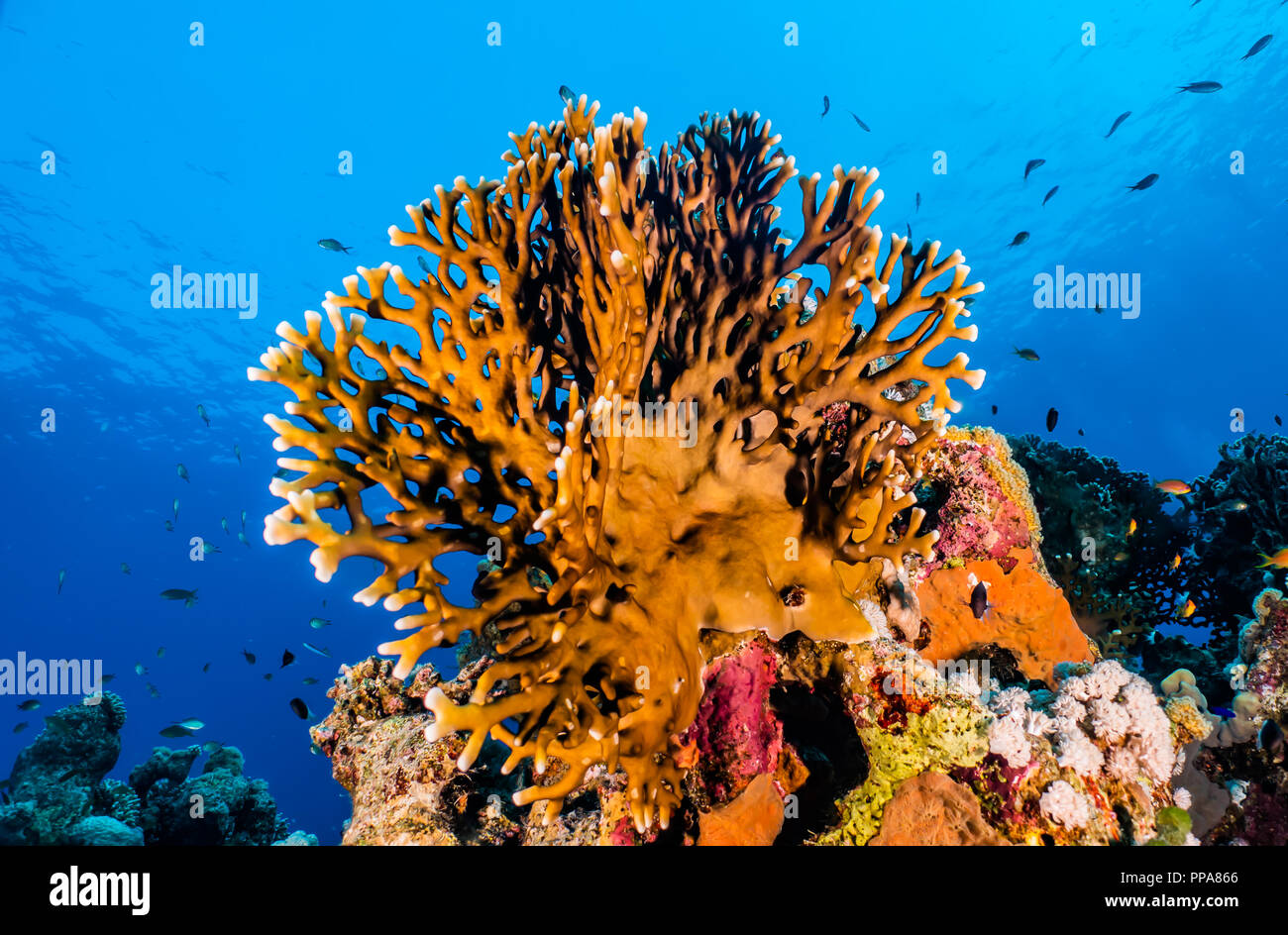 Coral reefs and water plants in the Red Sea, colorful and full of ...