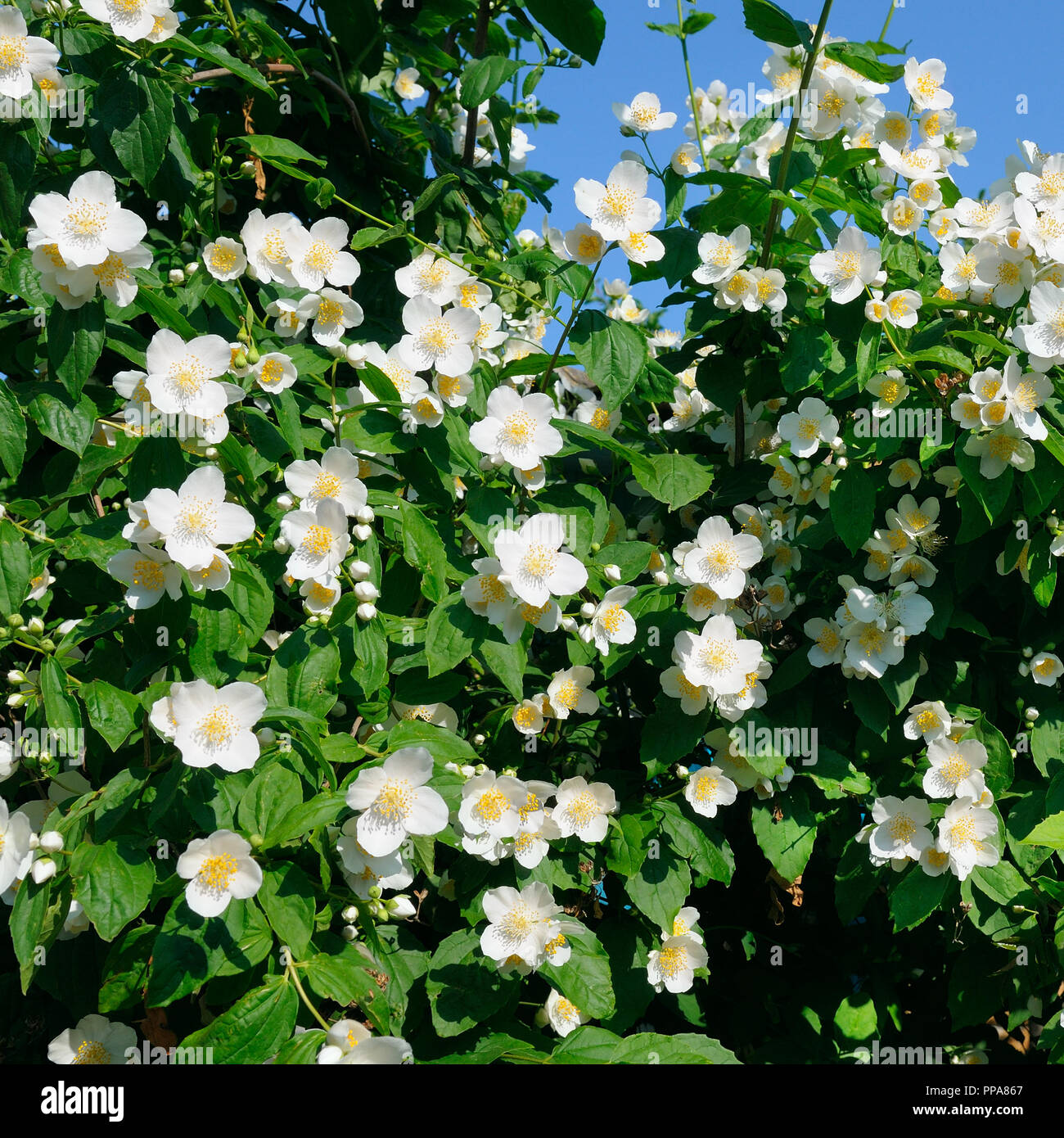 Blooming jasmin branch hi-res stock photography and images - Alamy