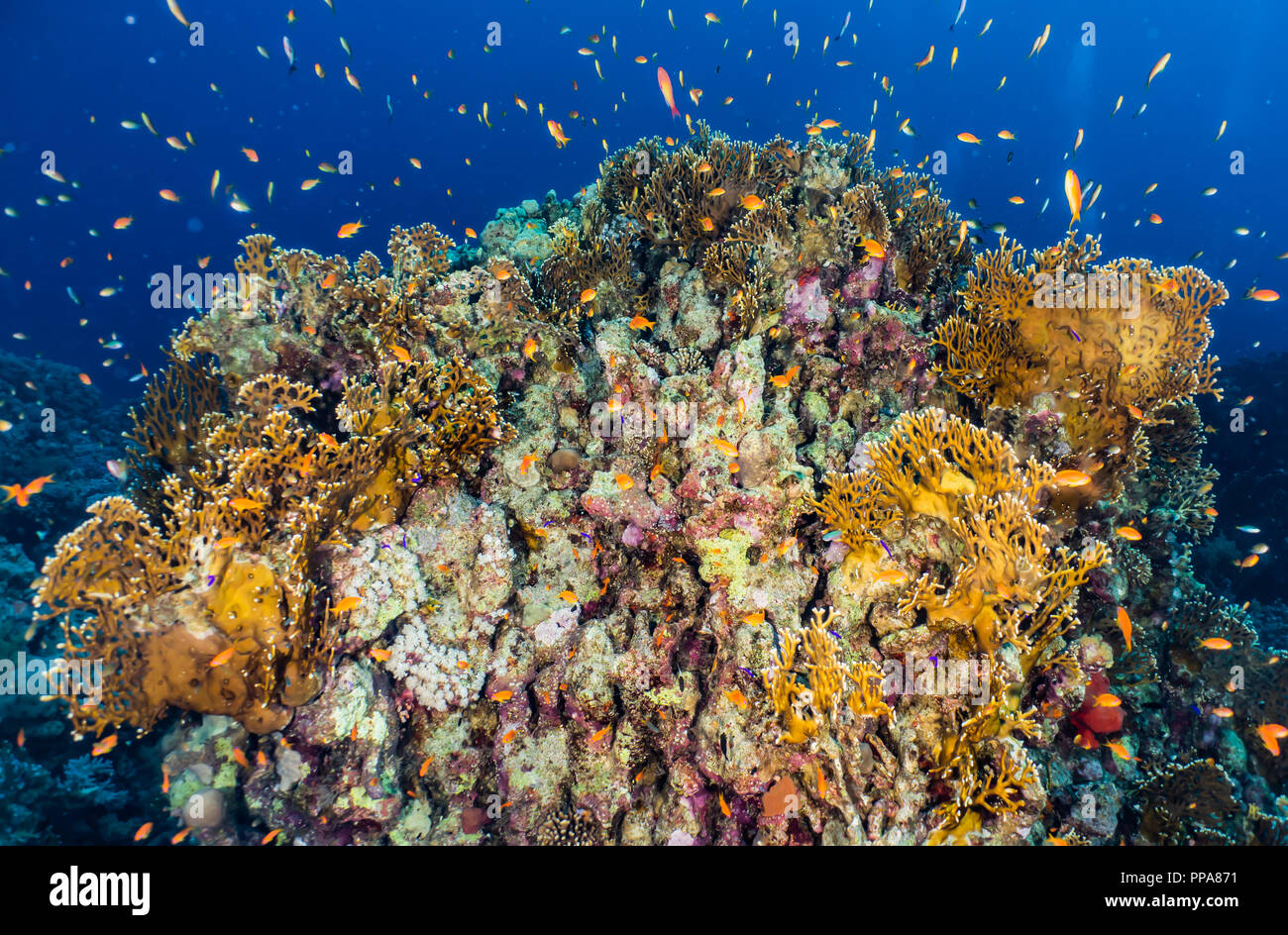 Coral reefs and water plants in the Red Sea, colorful and full of ...