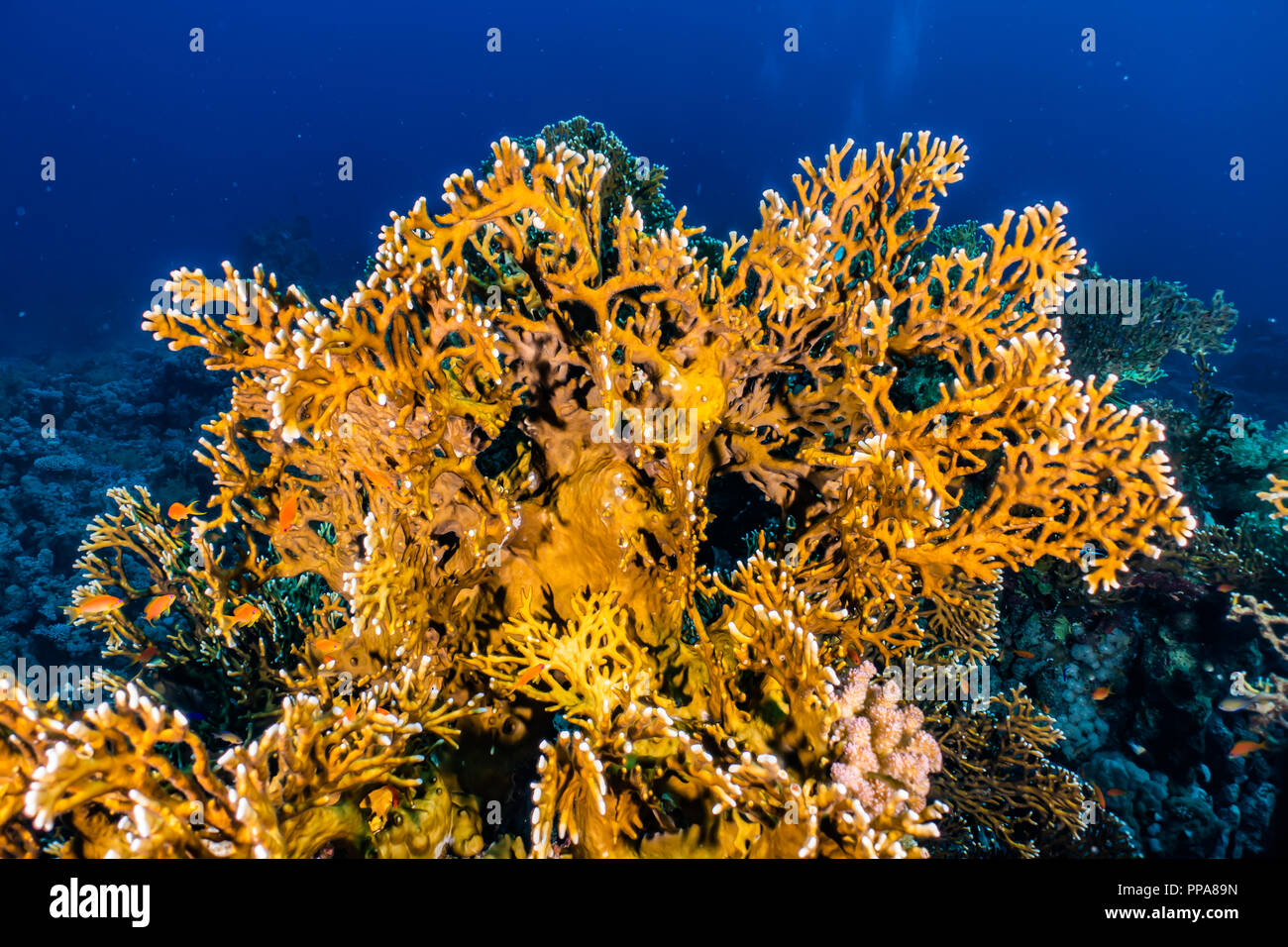 Coral reefs and water plants in the Red Sea, colorful and full of ...