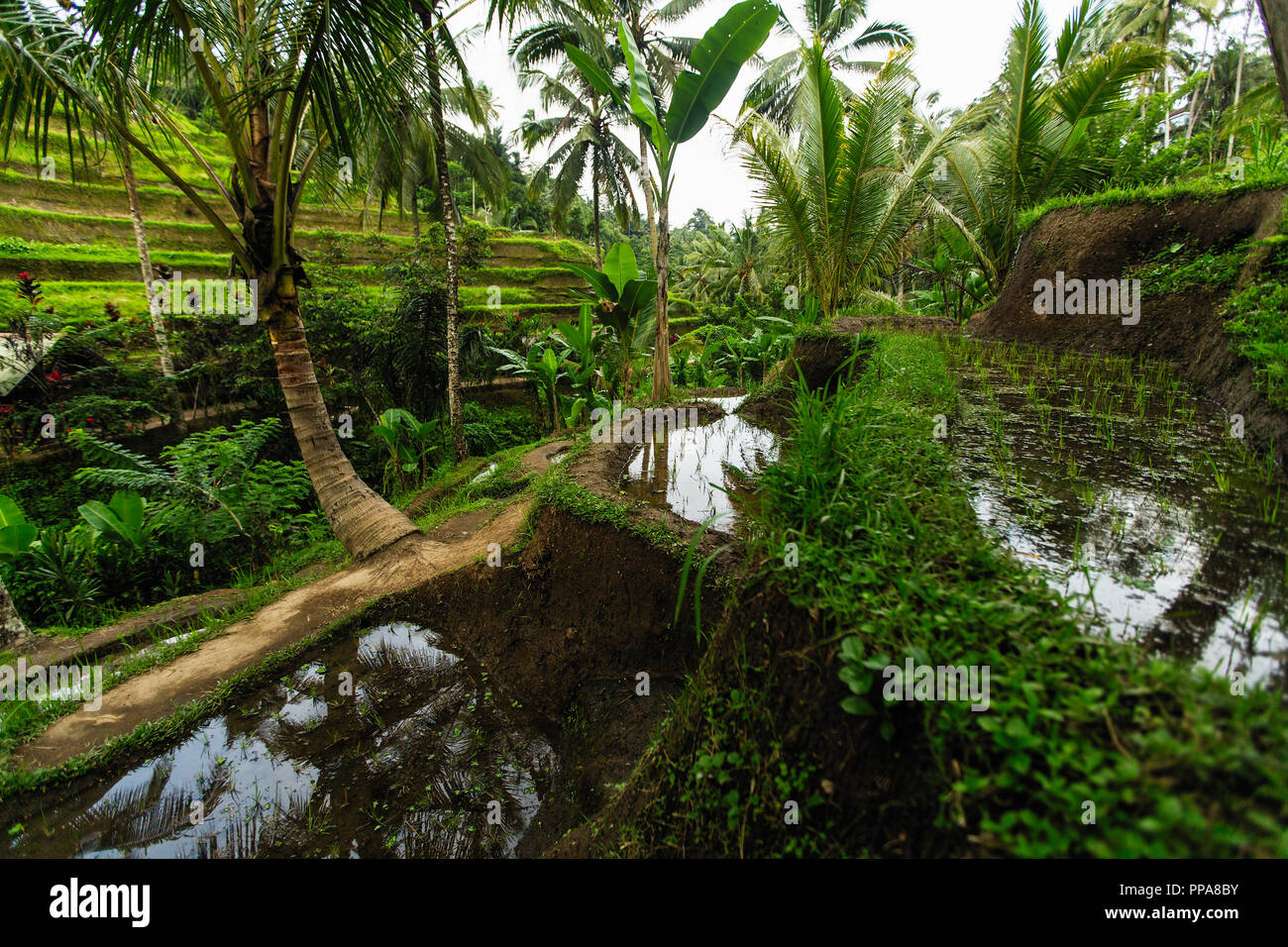 Green rice terraces in Bali island, Indonesia Stock Photo - Alamy
