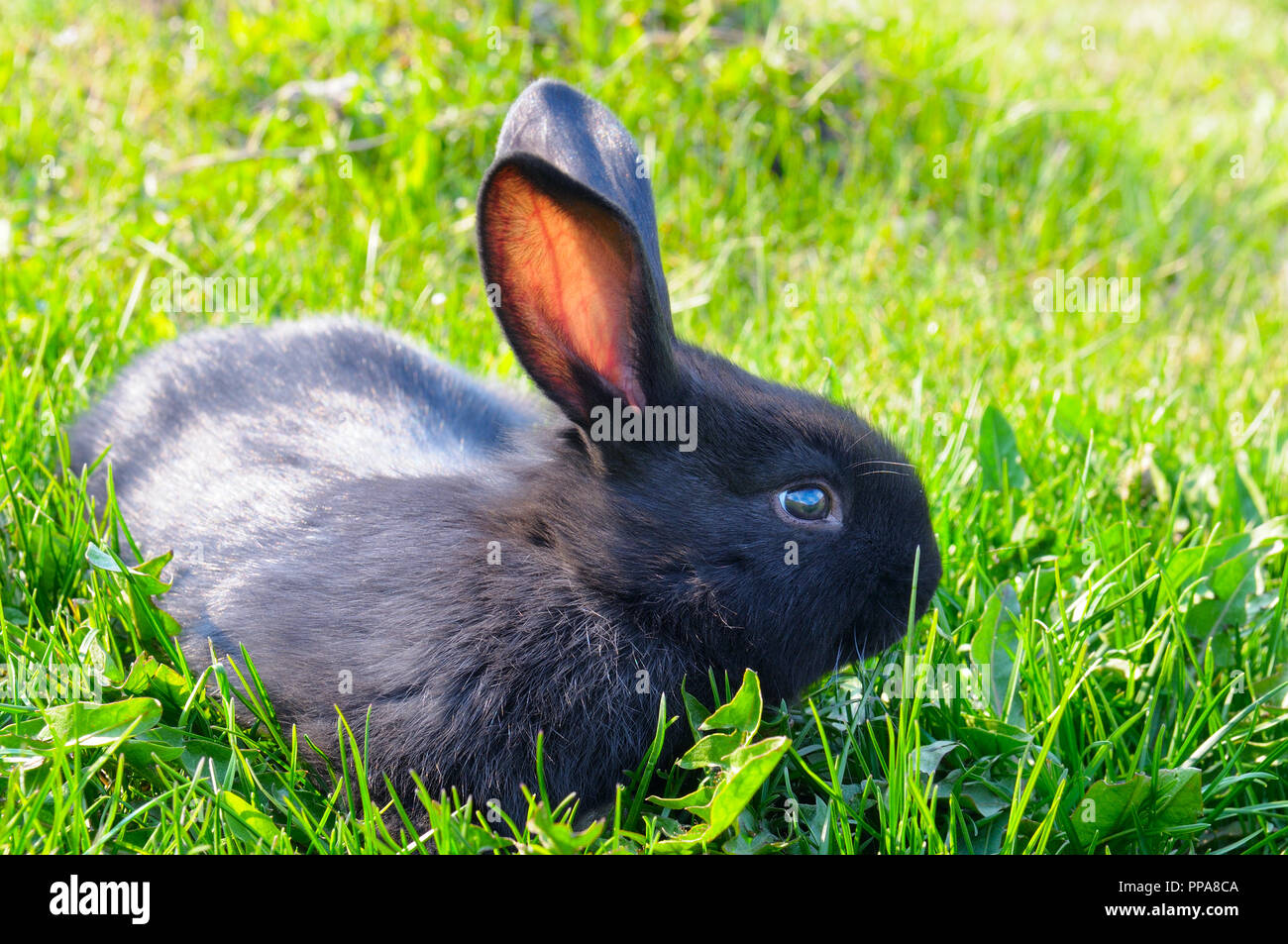 little rabbit on green grass background Stock Photo - Alamy