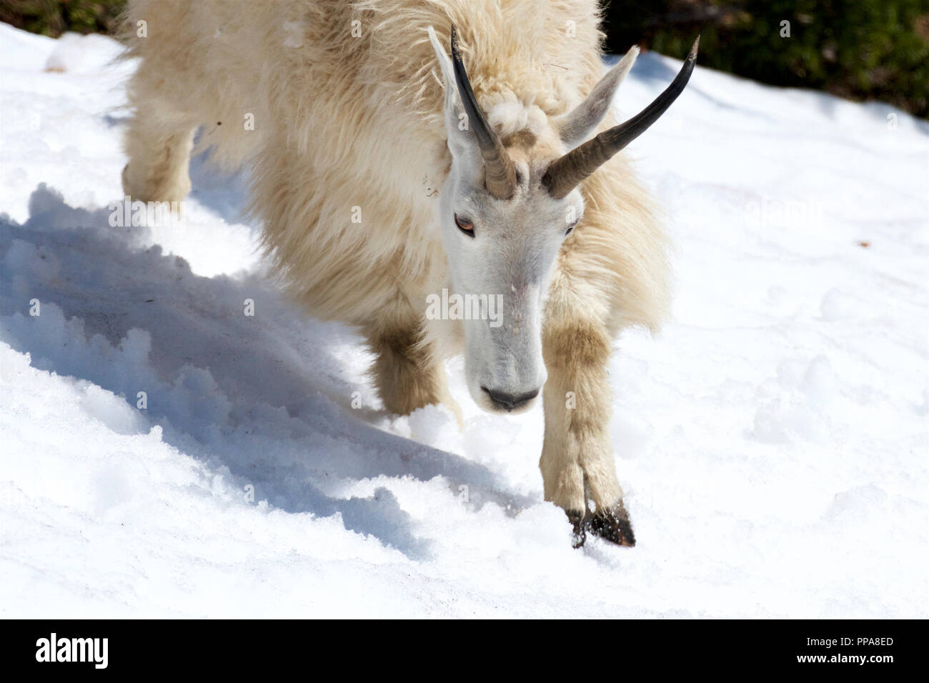 Snow White Mountain Goat High Resolution Stock Photography and Images ...