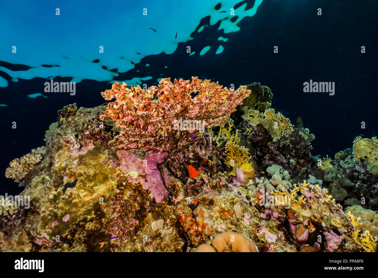 Coral reefs and water plants in the Red Sea, colorful and full of ...