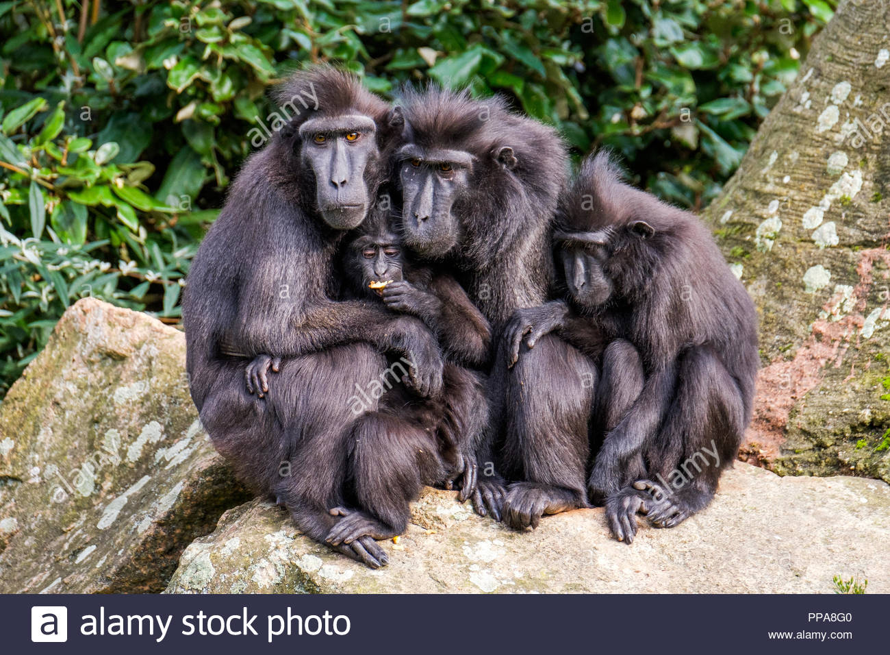 Black Crested Macaque Stock Photos & Black Crested Macaque Stock Images ...