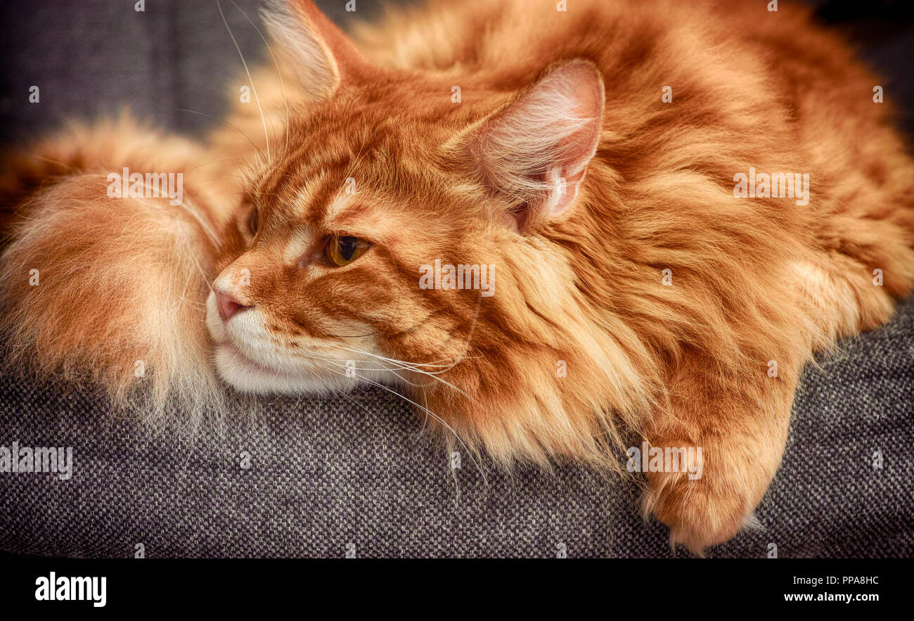 Red Maine Coon Kitten laying on a chair. Close up Stock Photo - Alamy