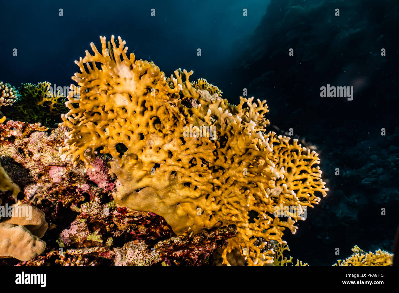 Coral reefs and water plants in the Red Sea, colorful and full of ...