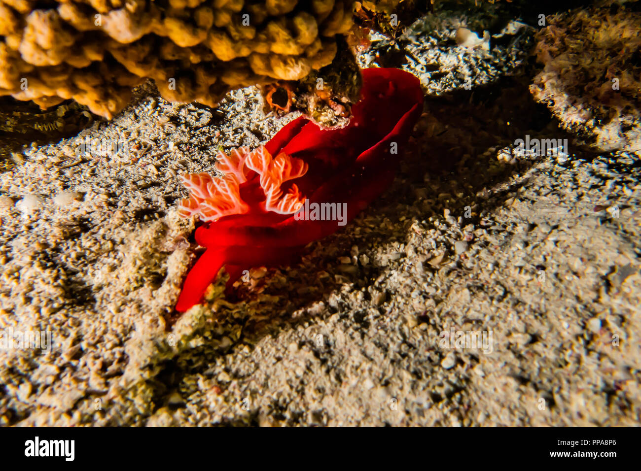 Coral reefs and water plants in the Red Sea, colorful and full of ...