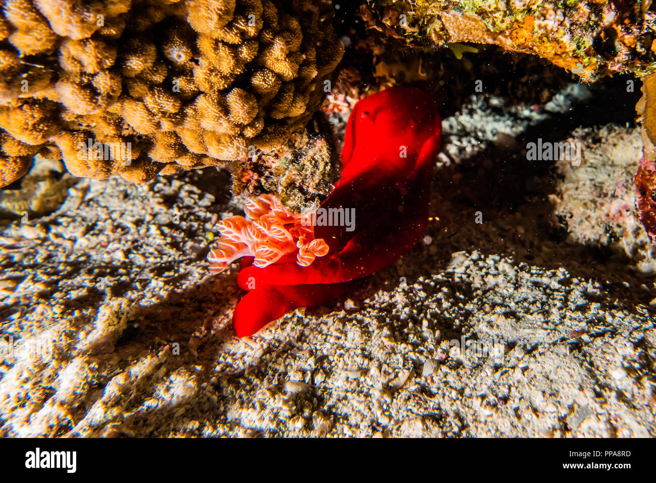 Coral reefs and water plants in the Red Sea, colorful and full of ...