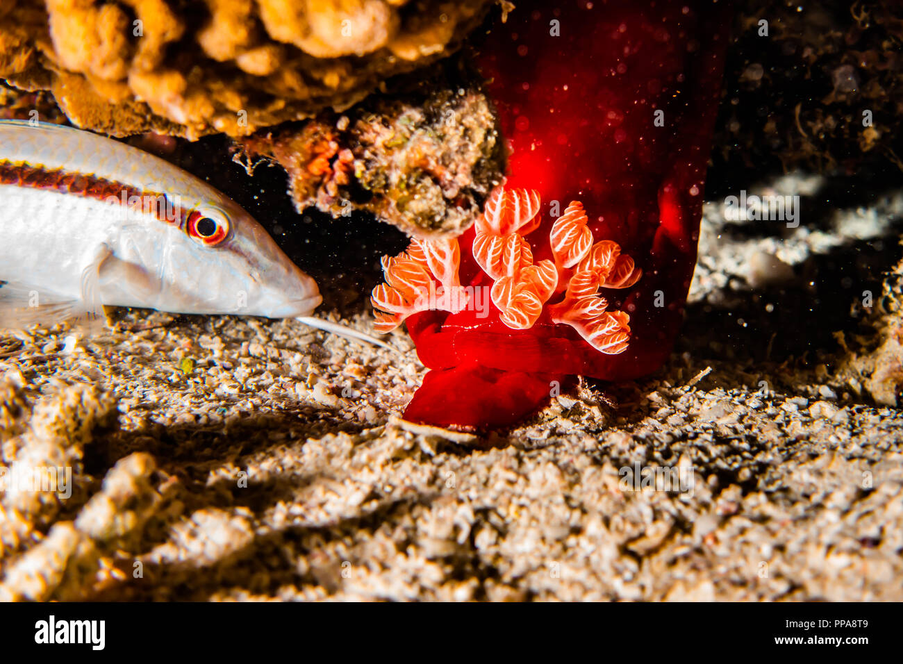 Coral reefs and water plants in the Red Sea, colorful and full of ...
