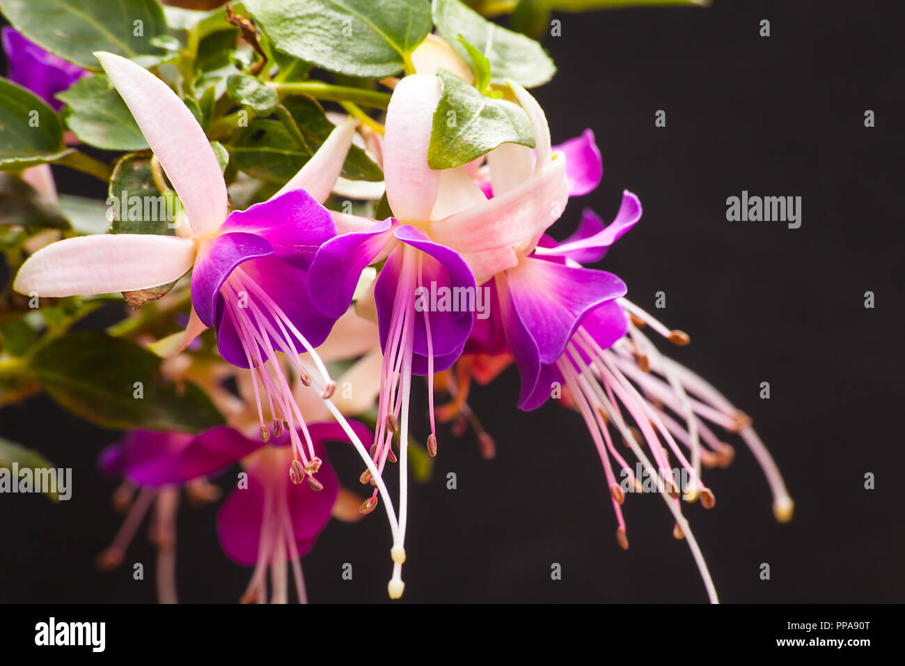 Fuchsia nature hi-res stock photography and images - Alamy