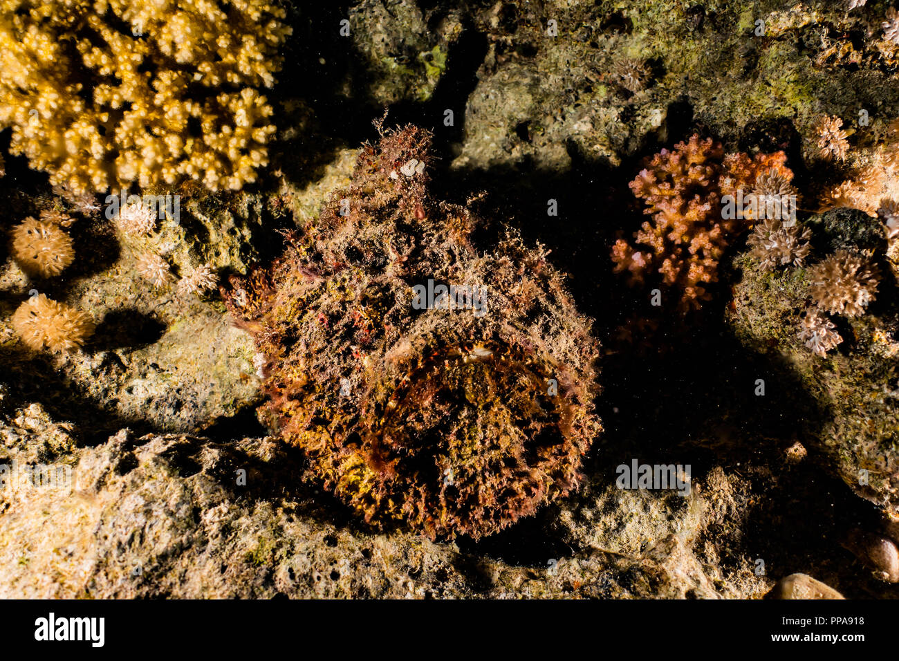 Coral reefs and water plants in the Red Sea, colorful and full of ...