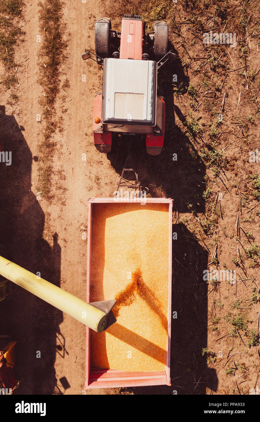 Aerial photography of combine harvester pouring harvested corn kernels ...
