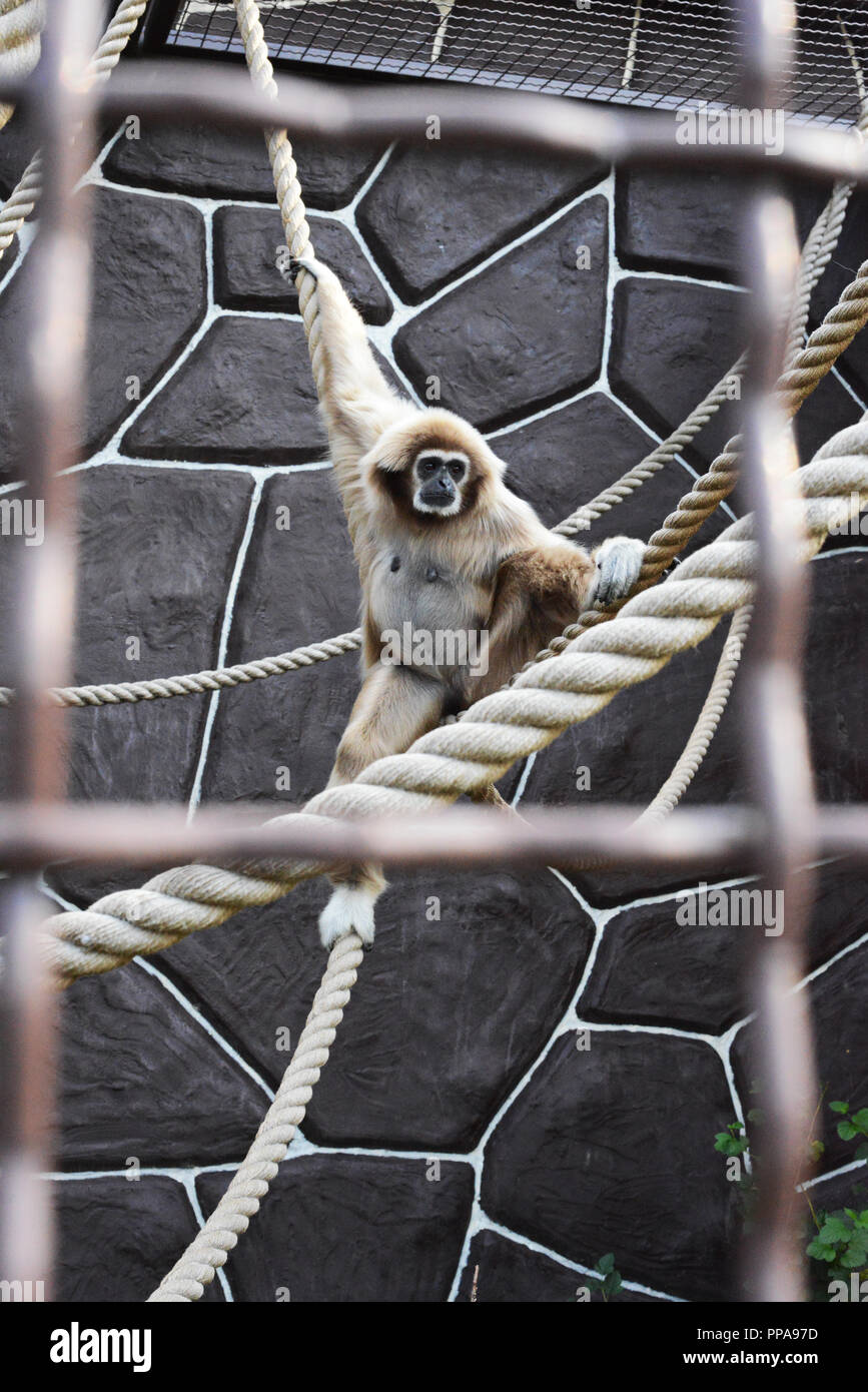 KYIV, UKRAINE - AUGUST 26, 2018: Monkey in zoological garden in the ...