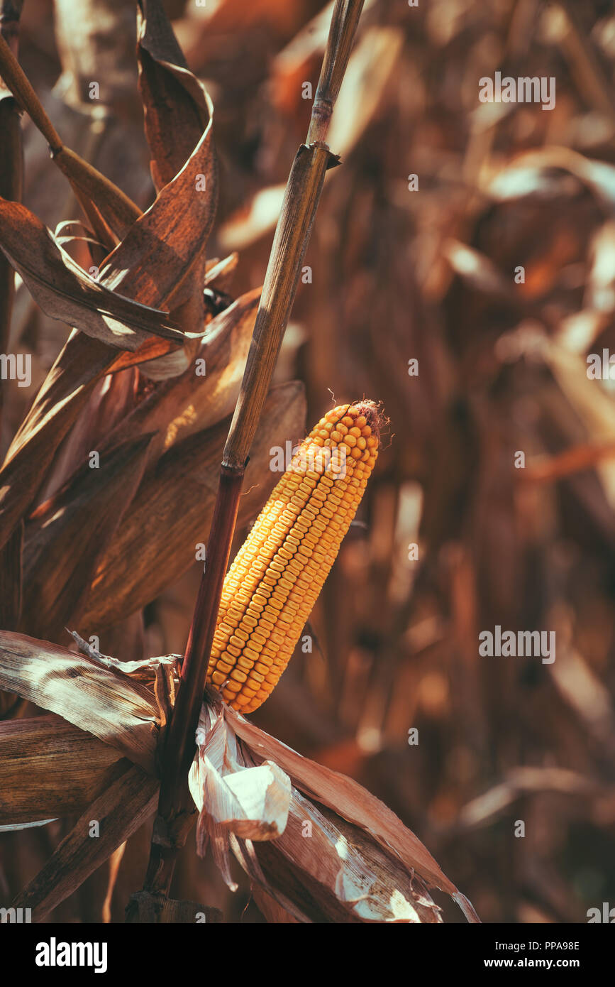 Corn field, yellow cob on plant stalk Stock Photo - Alamy