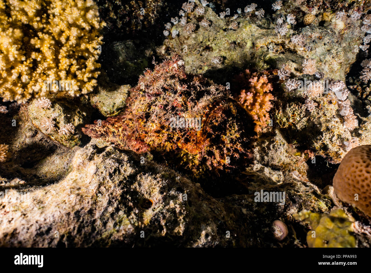 Coral reefs and water plants in the Red Sea, colorful and full of ...