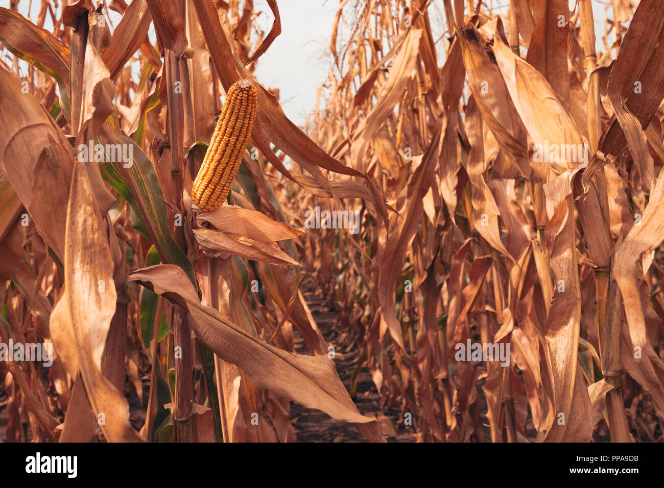 Corncob in cultivated field is ready for harvesting Stock Photo - Alamy