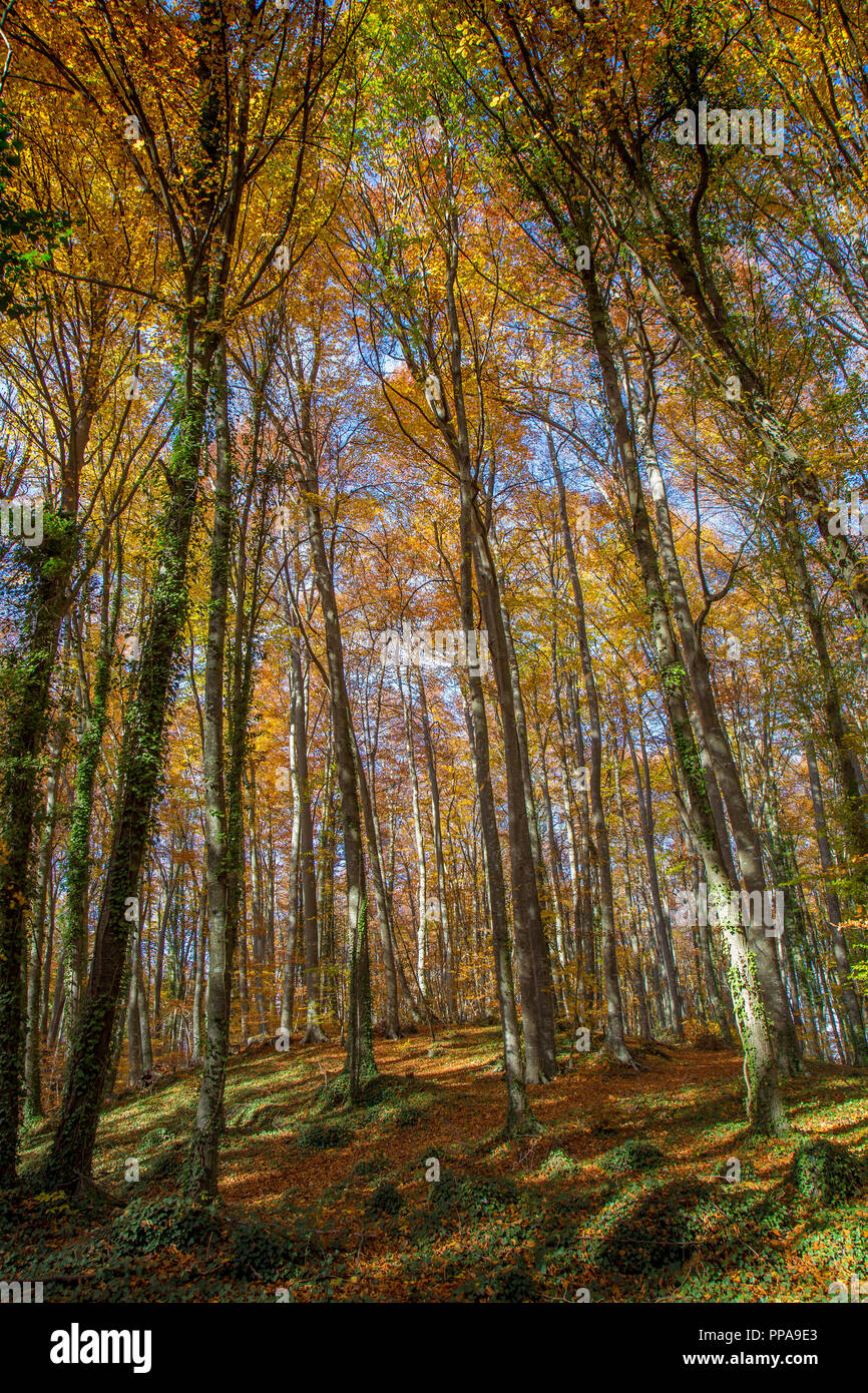 Famous beech forest in Spain, near the village Otot, near the volcanoes ...