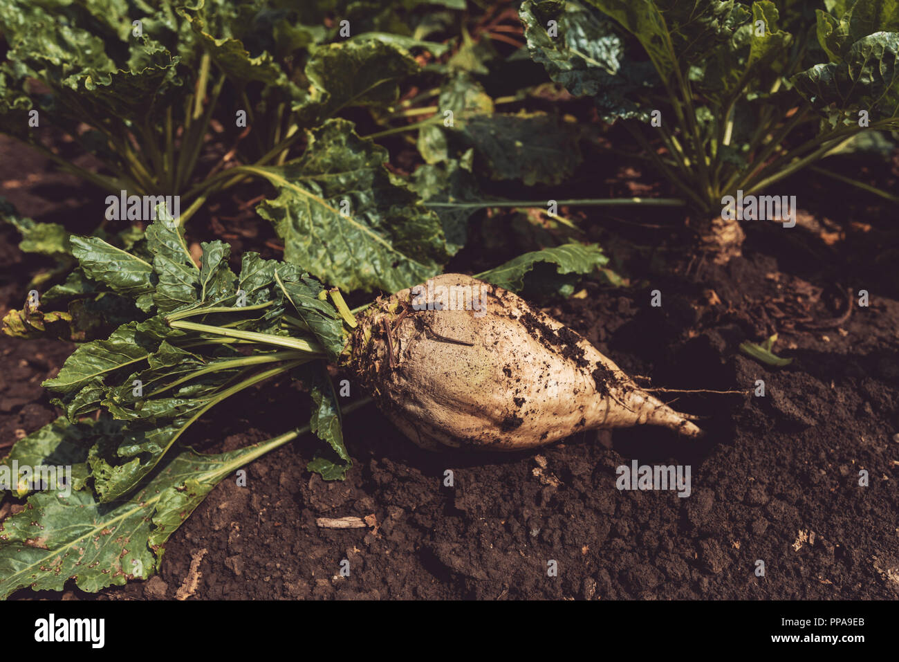 Beet work hi-res stock photography and images - Alamy
