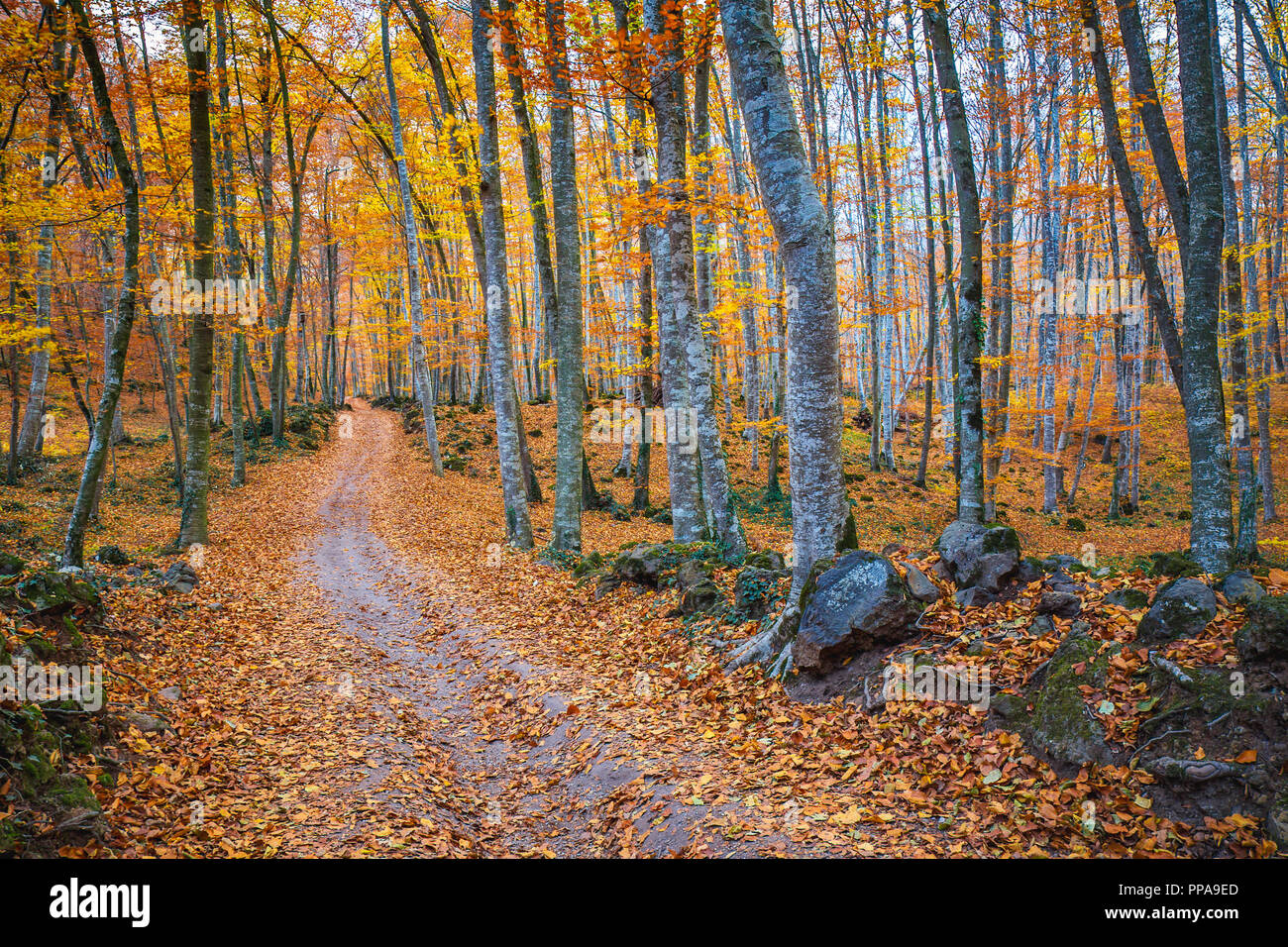 Famous beech forest in Spain, near the village Otot, near the volcanoes ...