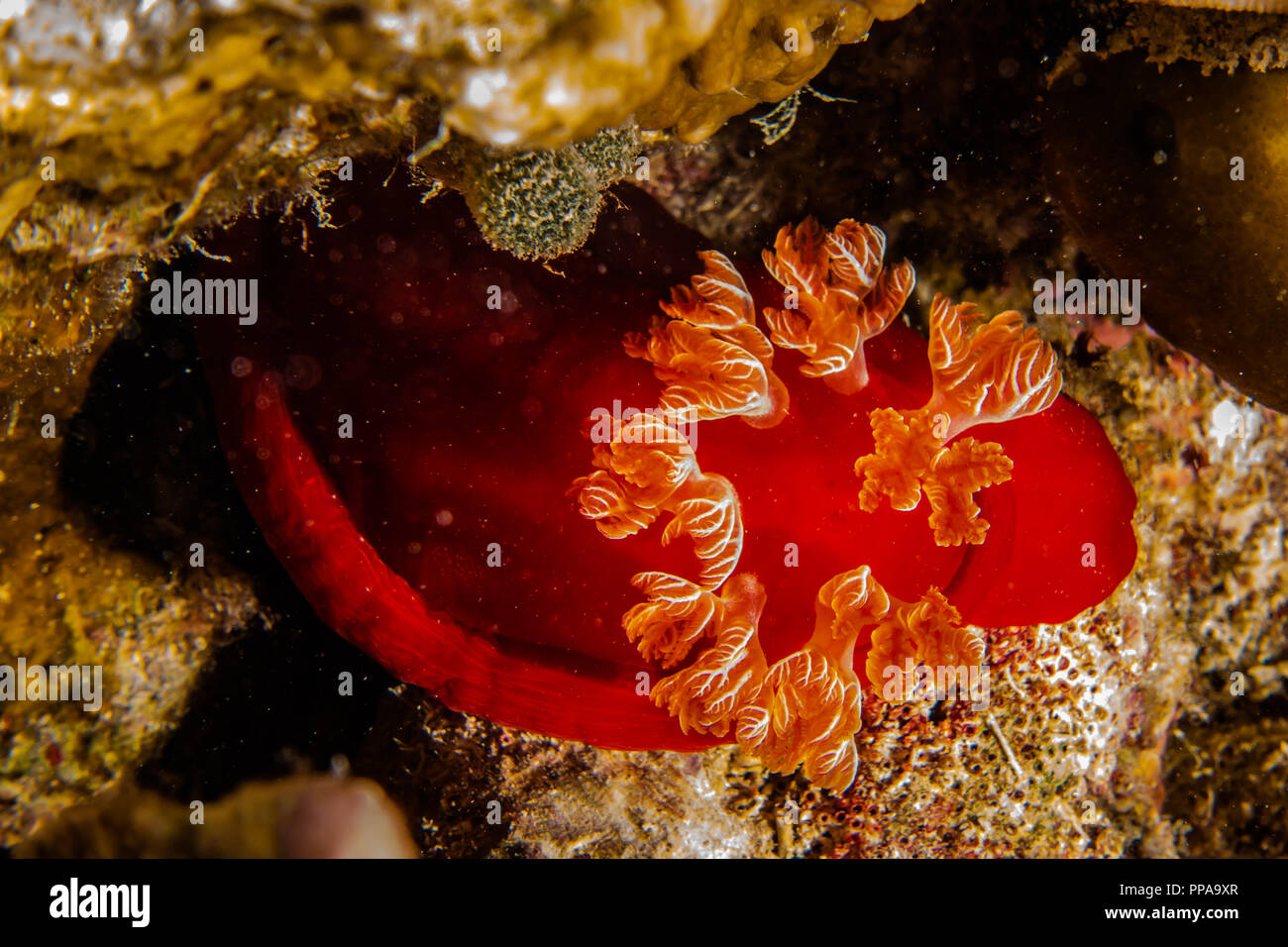 Coral reefs and water plants in the Red Sea, colorful and full of ...