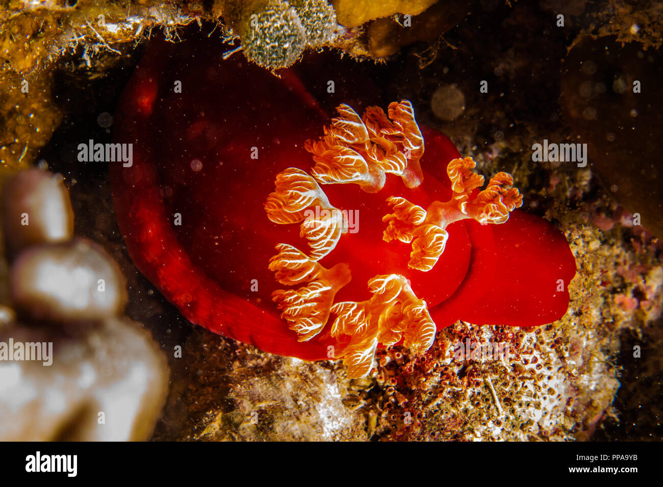 Coral reefs and water plants in the Red Sea, colorful and full of ...