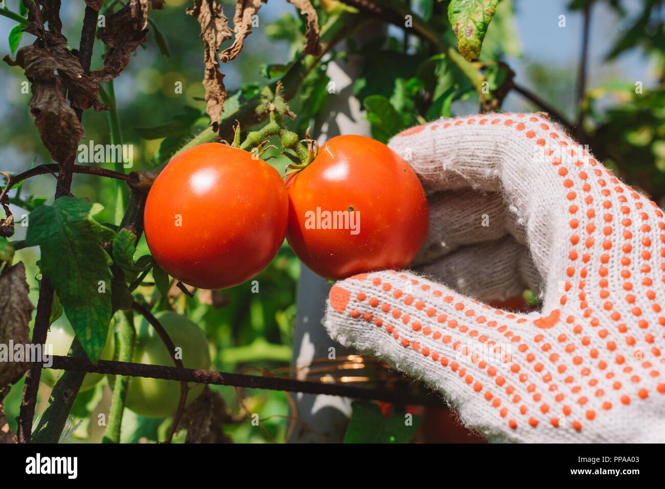 Hand picking tomato in organic vegetable garden, close up Stock Photo ...