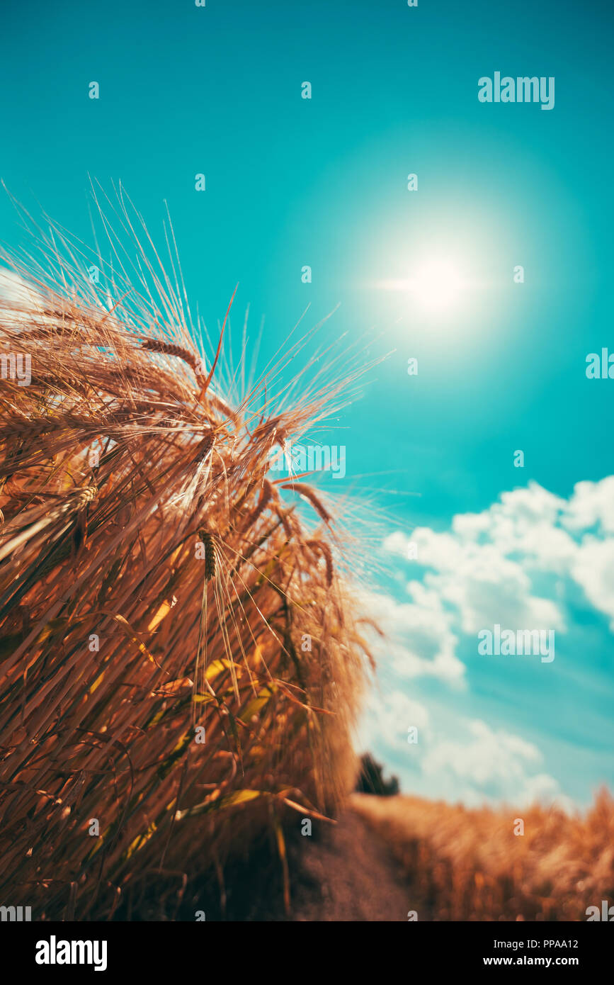 Rye plants hi-res stock photography and images - Alamy