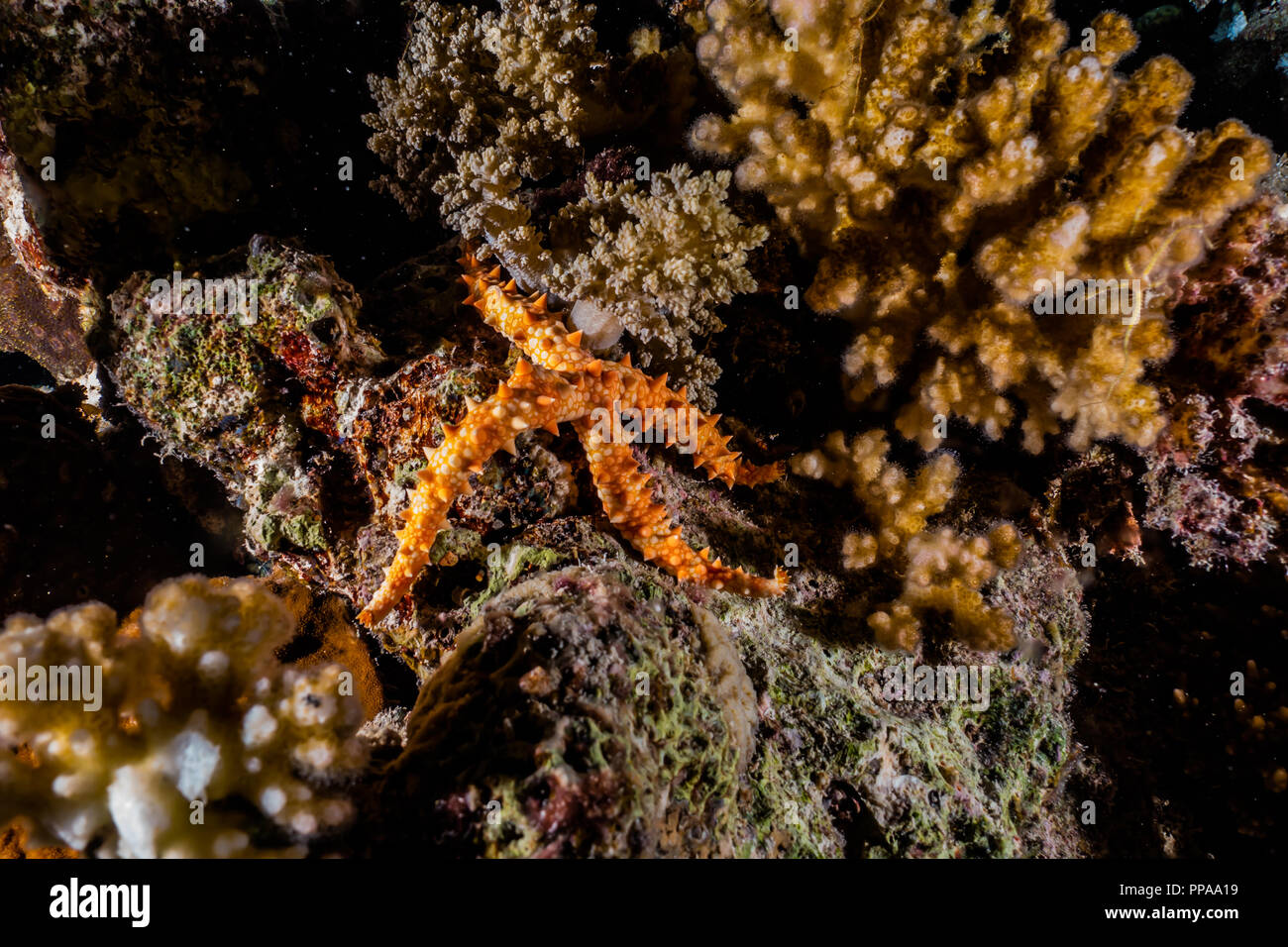 Coral reefs and water plants in the Red Sea, colorful and full of ...
